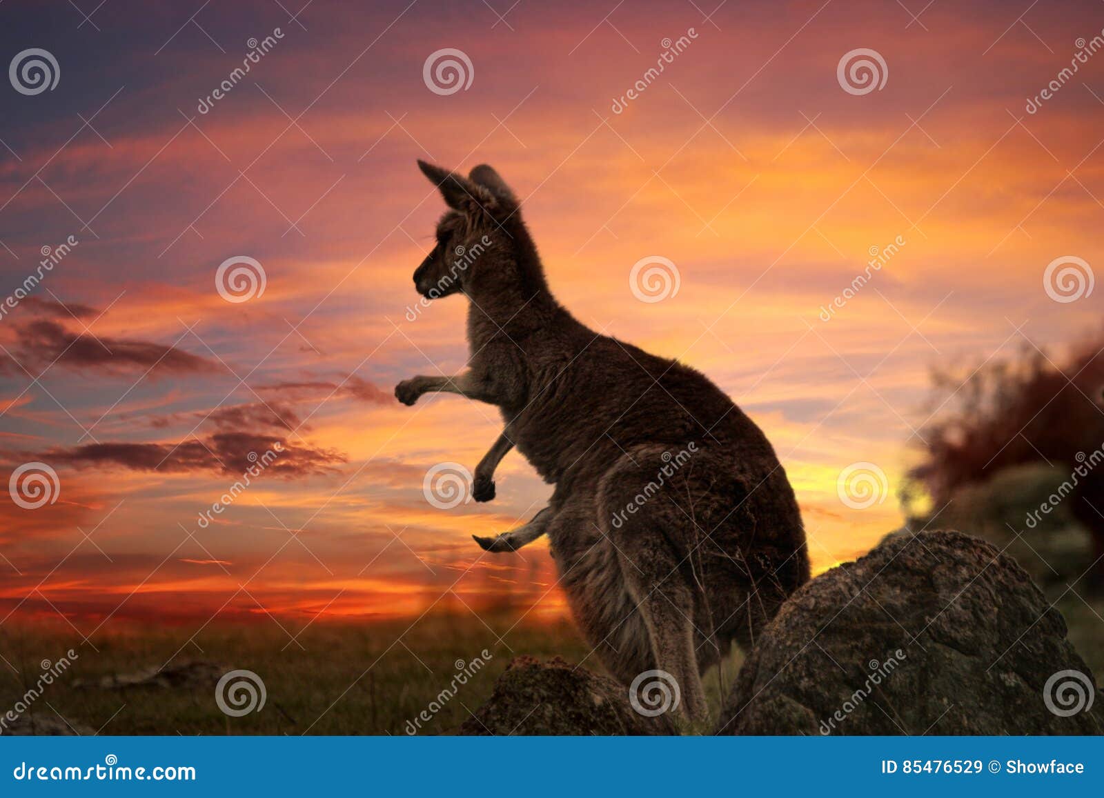 Sonnenuntergang-Känguru Australien Stockbild - Bild von känguruh ...