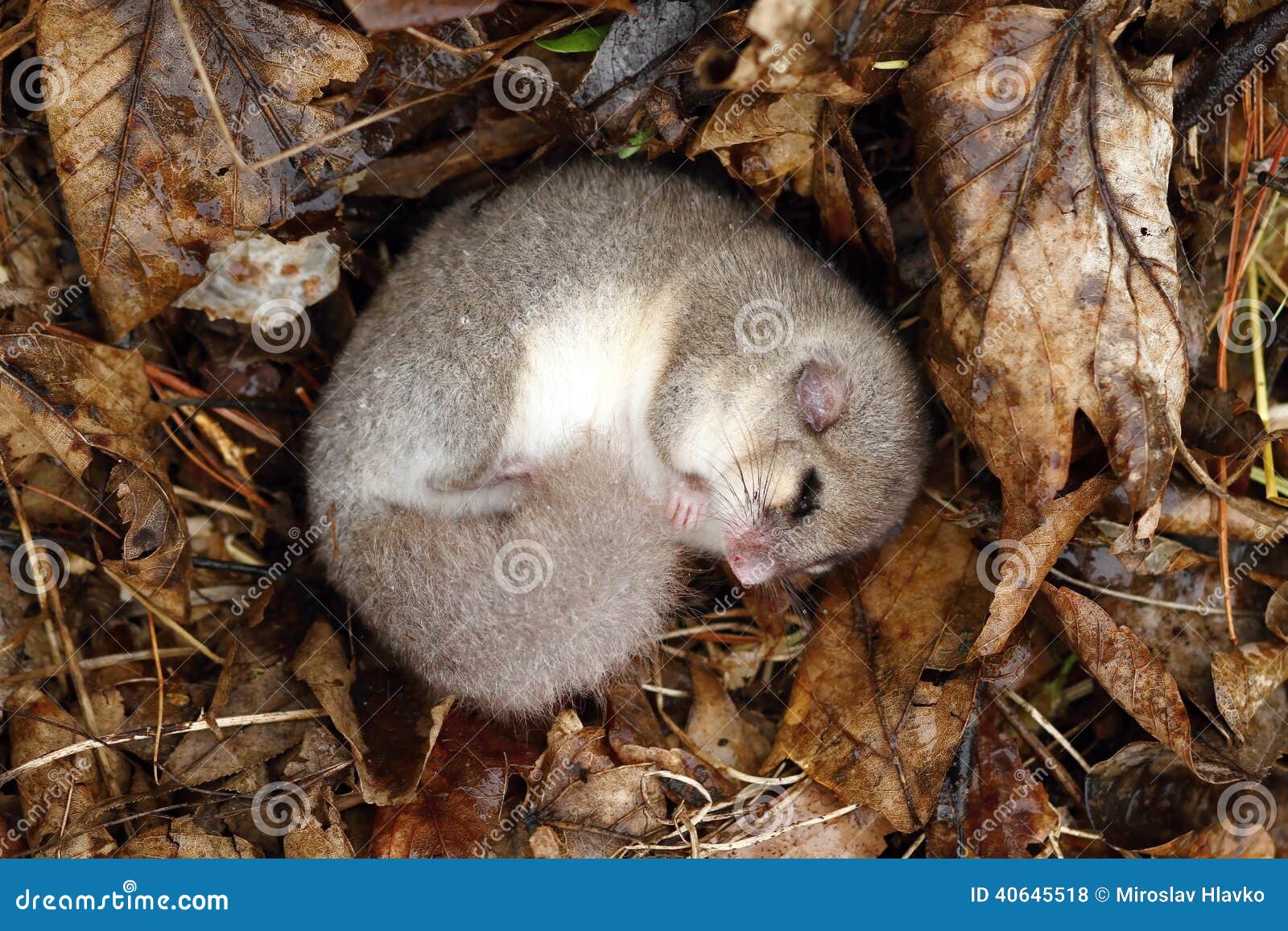 Sonno del ghiro fotografia stock. Immagine di coda, roditore - 40645518
