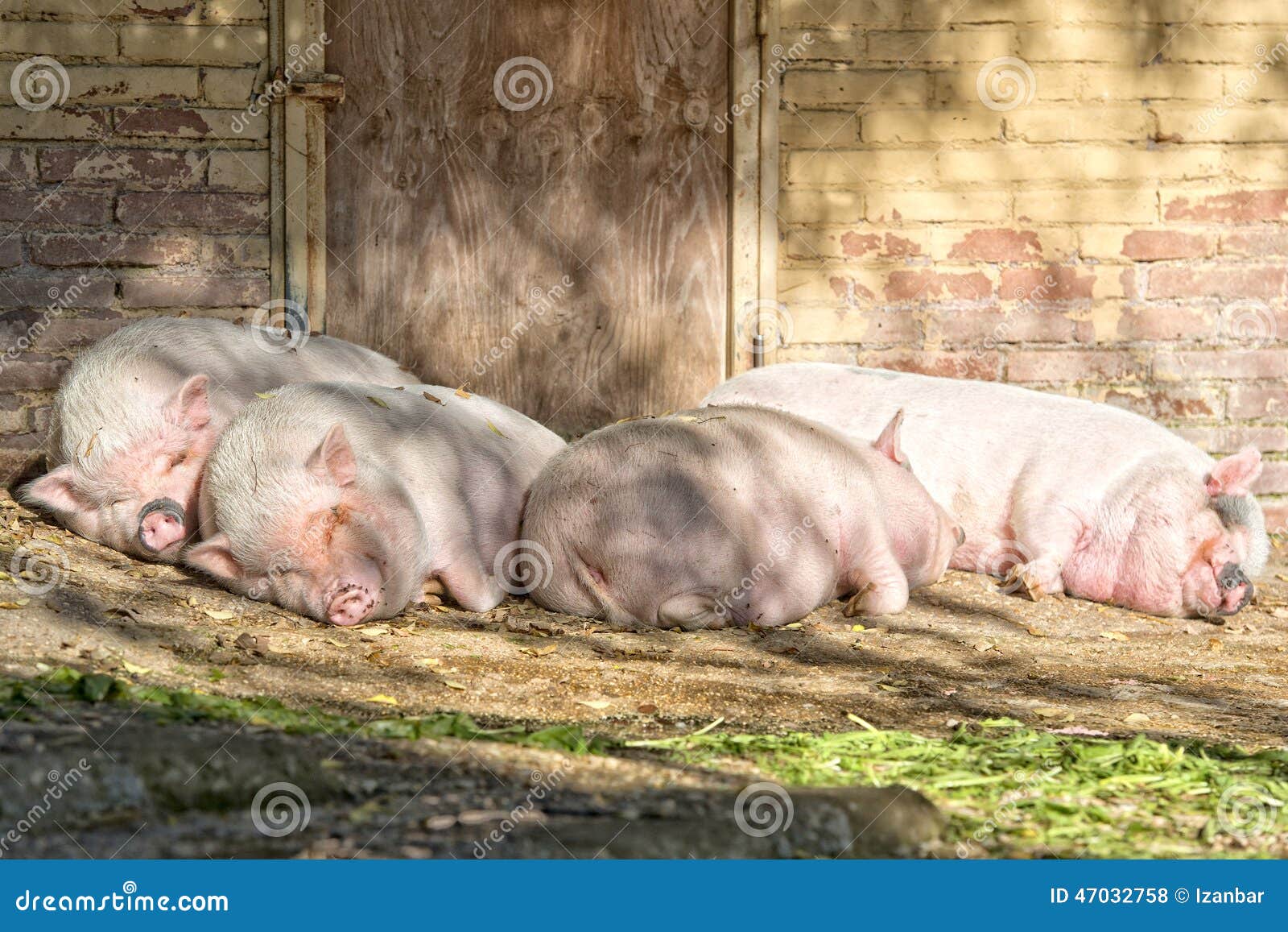 Sonno rosa del maiale fotografia stock. Immagine di porcellino - 47032758