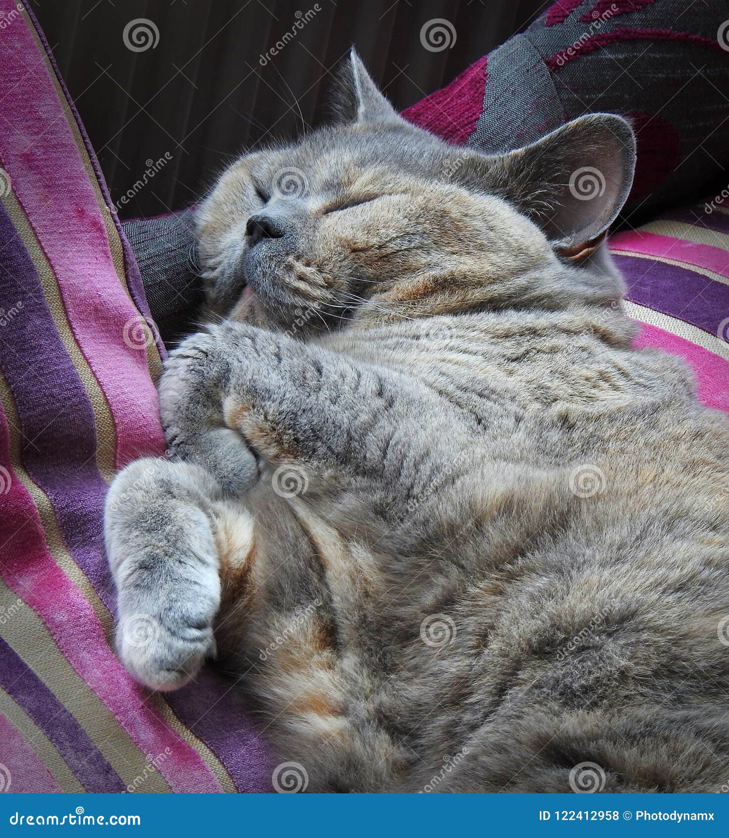 Sono Celestial Do Gato Da Pedigree Do Sonho Do Descanso Foto de Stock ...