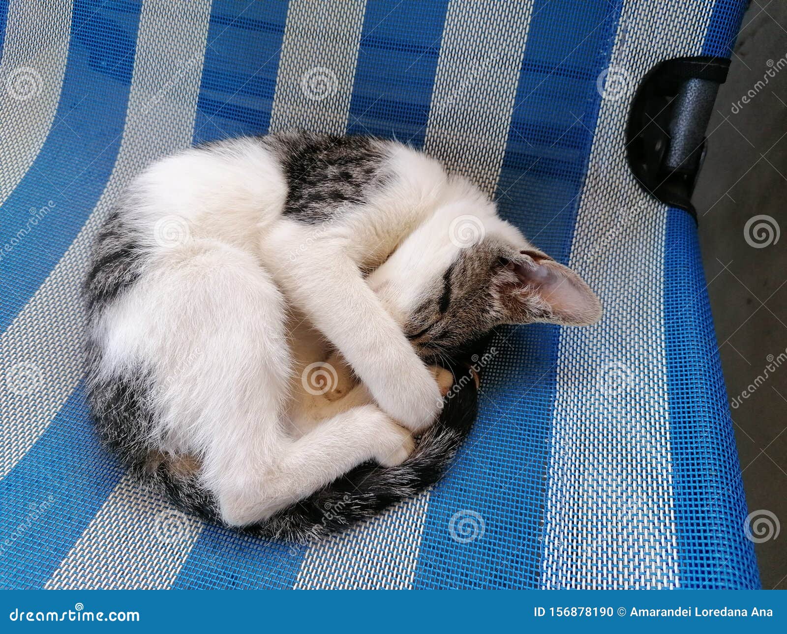 Sono de gato foto de stock. Imagem de sono, gatinho - 156878190