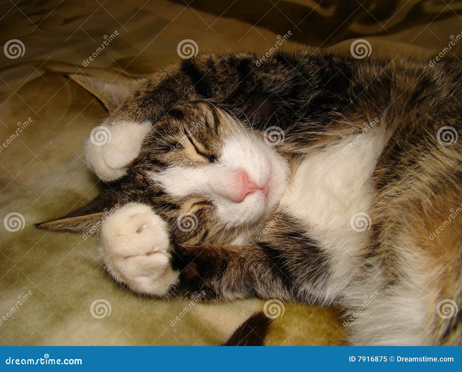 Sono do gato imagem de stock. Imagem de sono, gatinho - 7916875