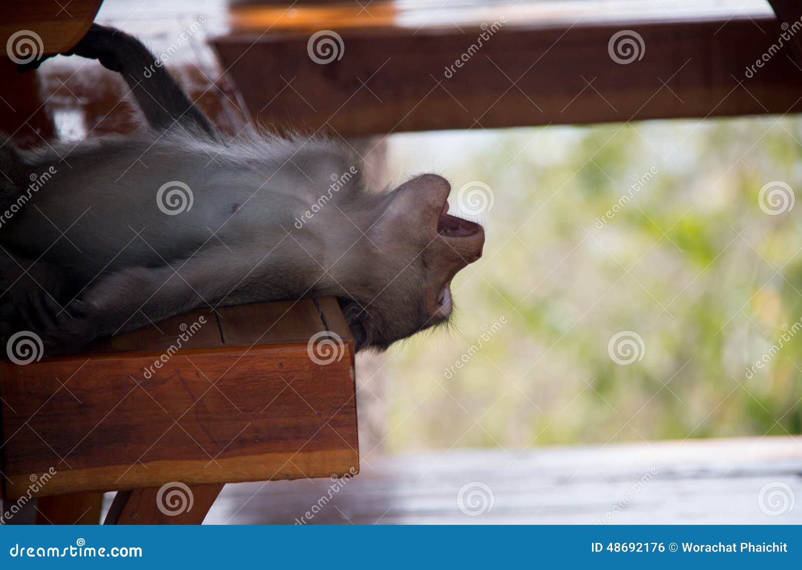 Sono do macaco foto de stock. Imagem de tailândia, sorriso - 48692176