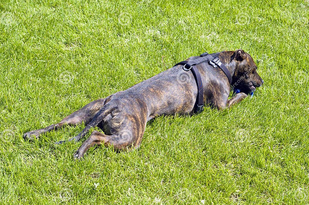 Sono stanco morto fotografia stock. Immagine di amichevole - 54003110