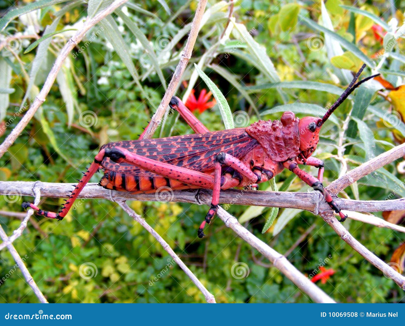 Sono una locusta rossa fotografia stock. Immagine di colorato - 10069508