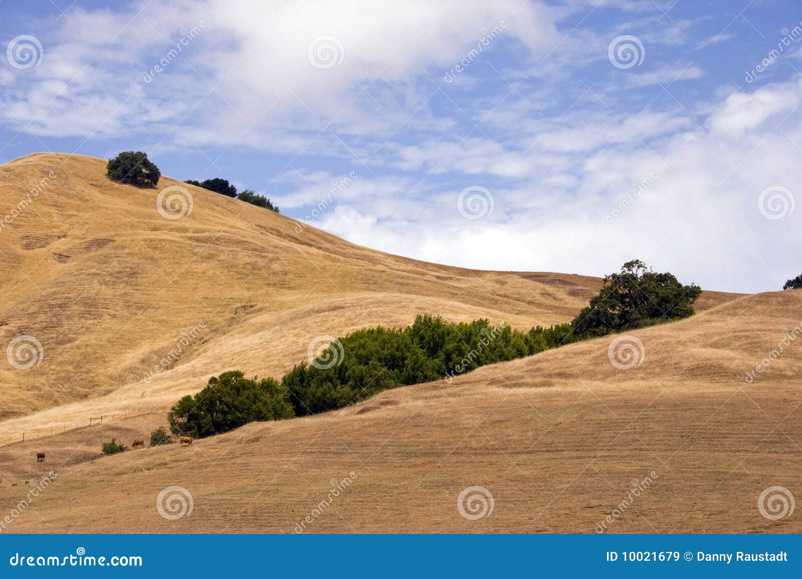 Sonoma Valley California Gold Hills and Trees Stock Image - Image of ...