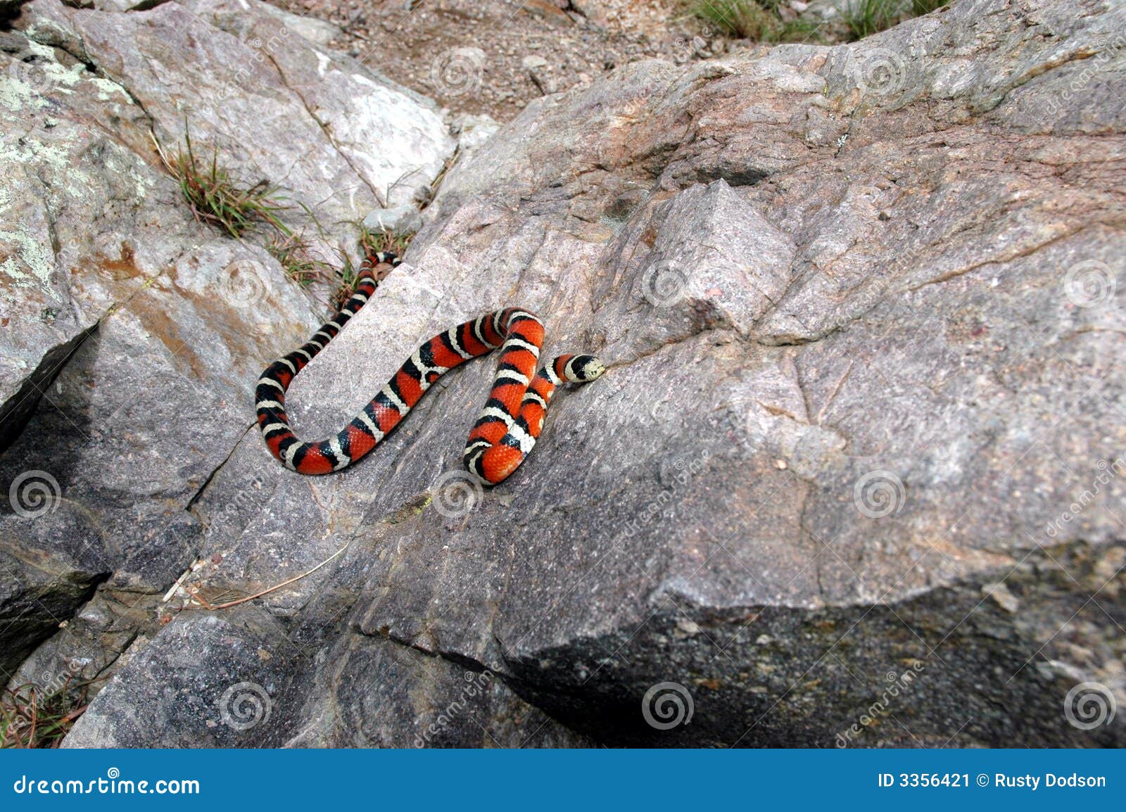 Sonora Mountain Kingsnake stock image. Image of snake - 3356421