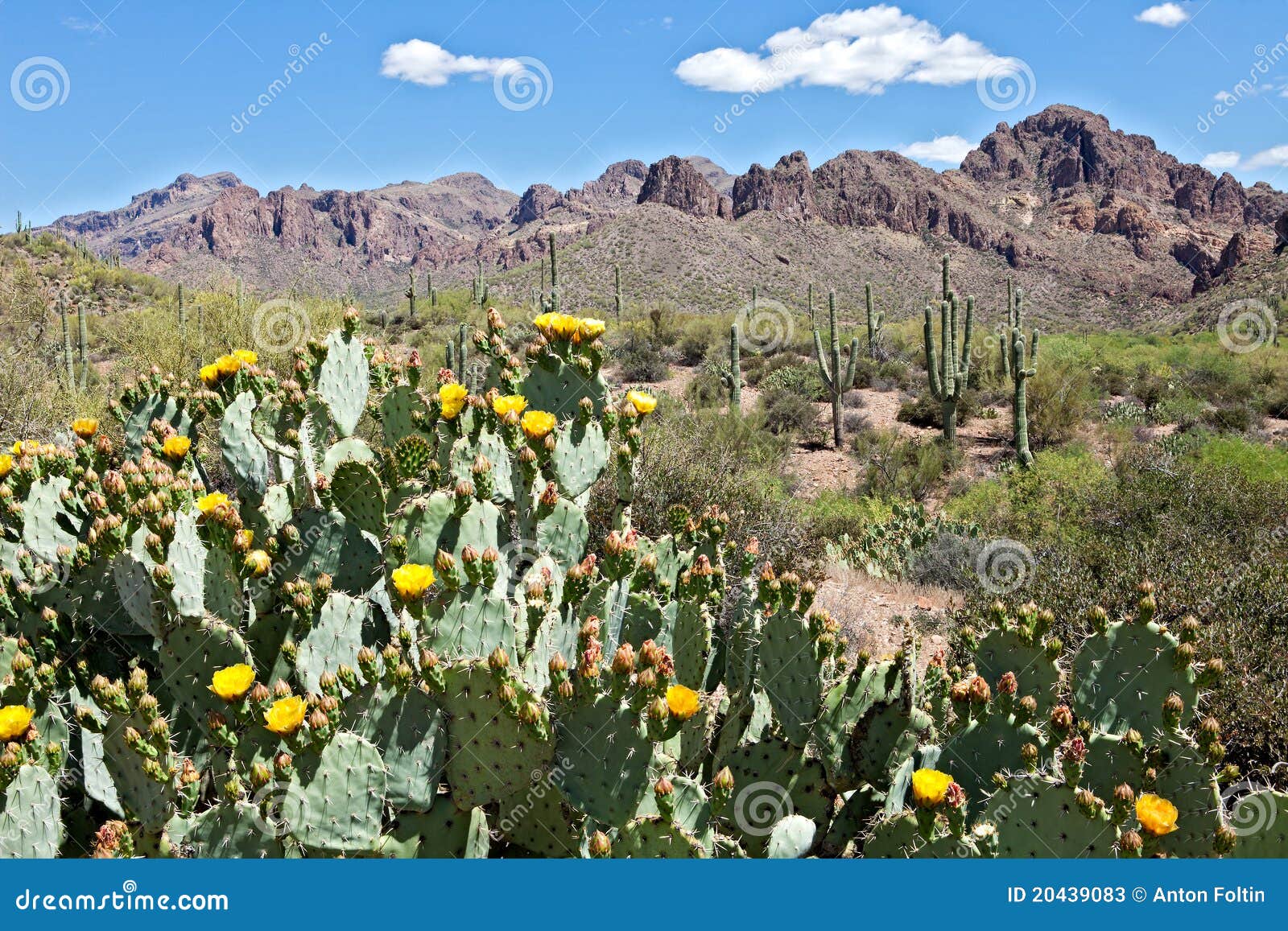 Sonoran Desert stock image. Image of plant, prickly, sonoran - 20439083