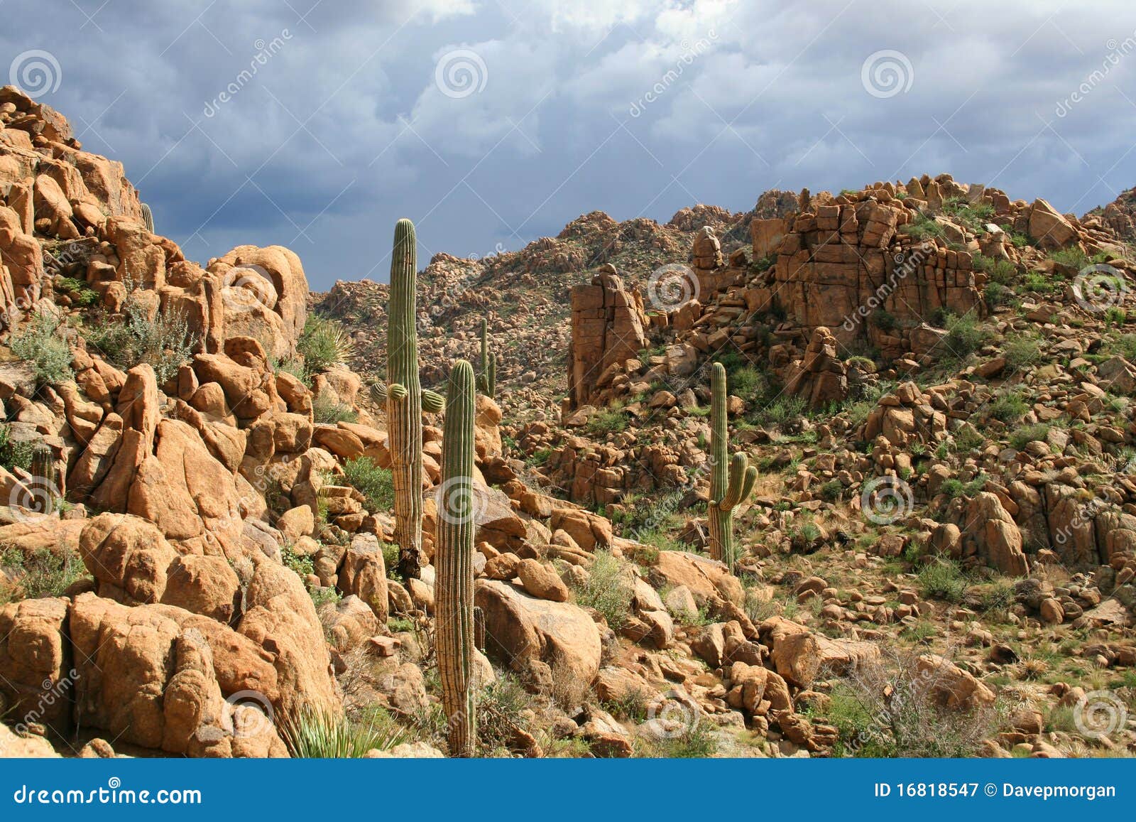 Sonoran Desert Afternoon stock image. Image of saguaro - 16818547