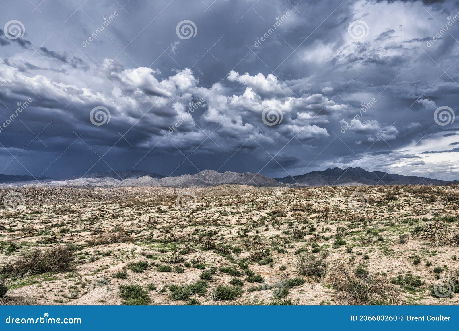 Sonoran Desert Monsoon stock photo. Image of desert - 236683260