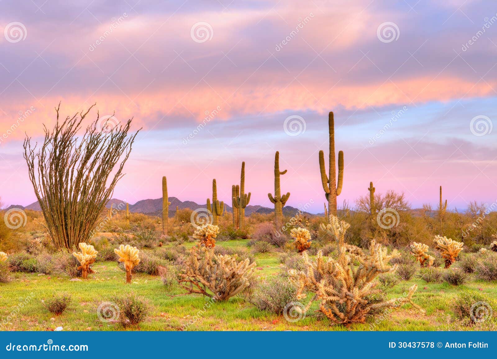 Sonoran Desert stock photo. Image of arizona, saguaro - 30437578