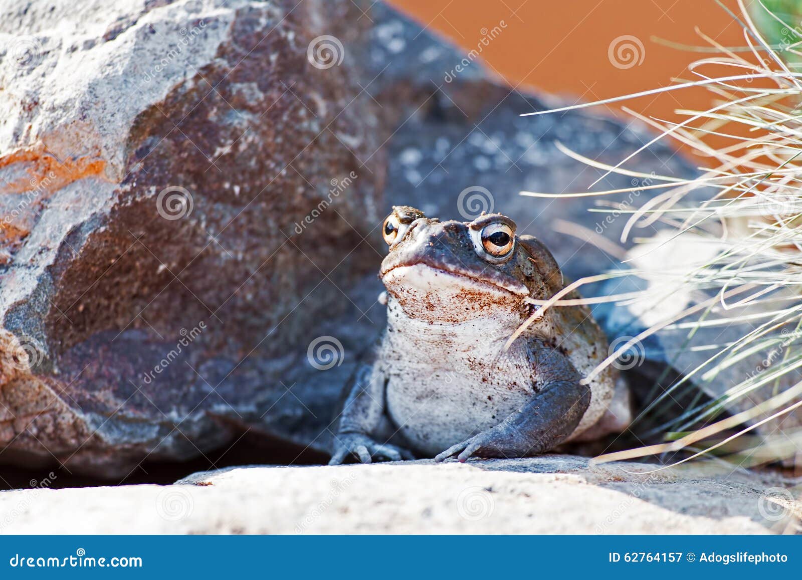 Sonoran Desert Toad on Rock Stock Image - Image of rock, creature: 62764157