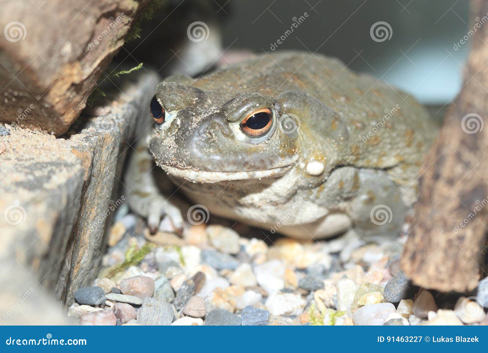 Sonoran desert toad stock image. Image of nature, alvarius - 91463227