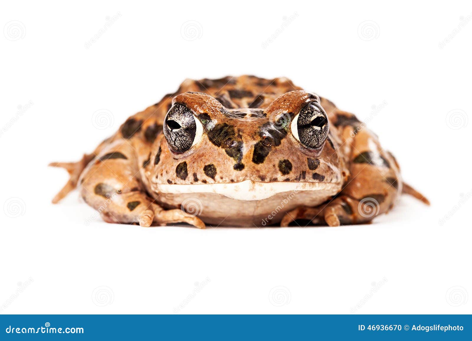 Sonoran Green Toad Looking Forward Stock Photo - Image of space, studio ...
