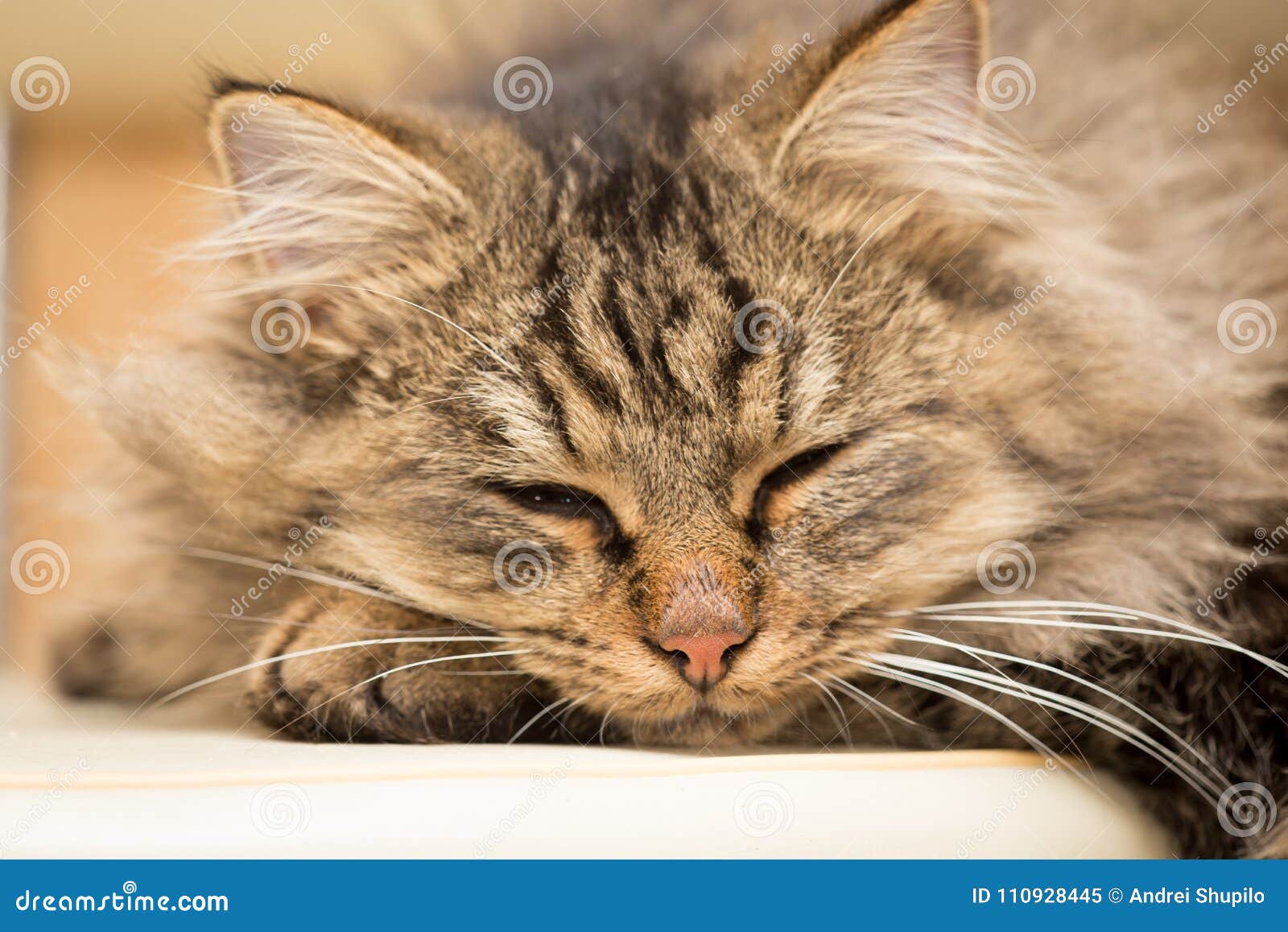 Sonos Peludos Do Gato De Maine Coon Imagem de Stock - Imagem de preto ...