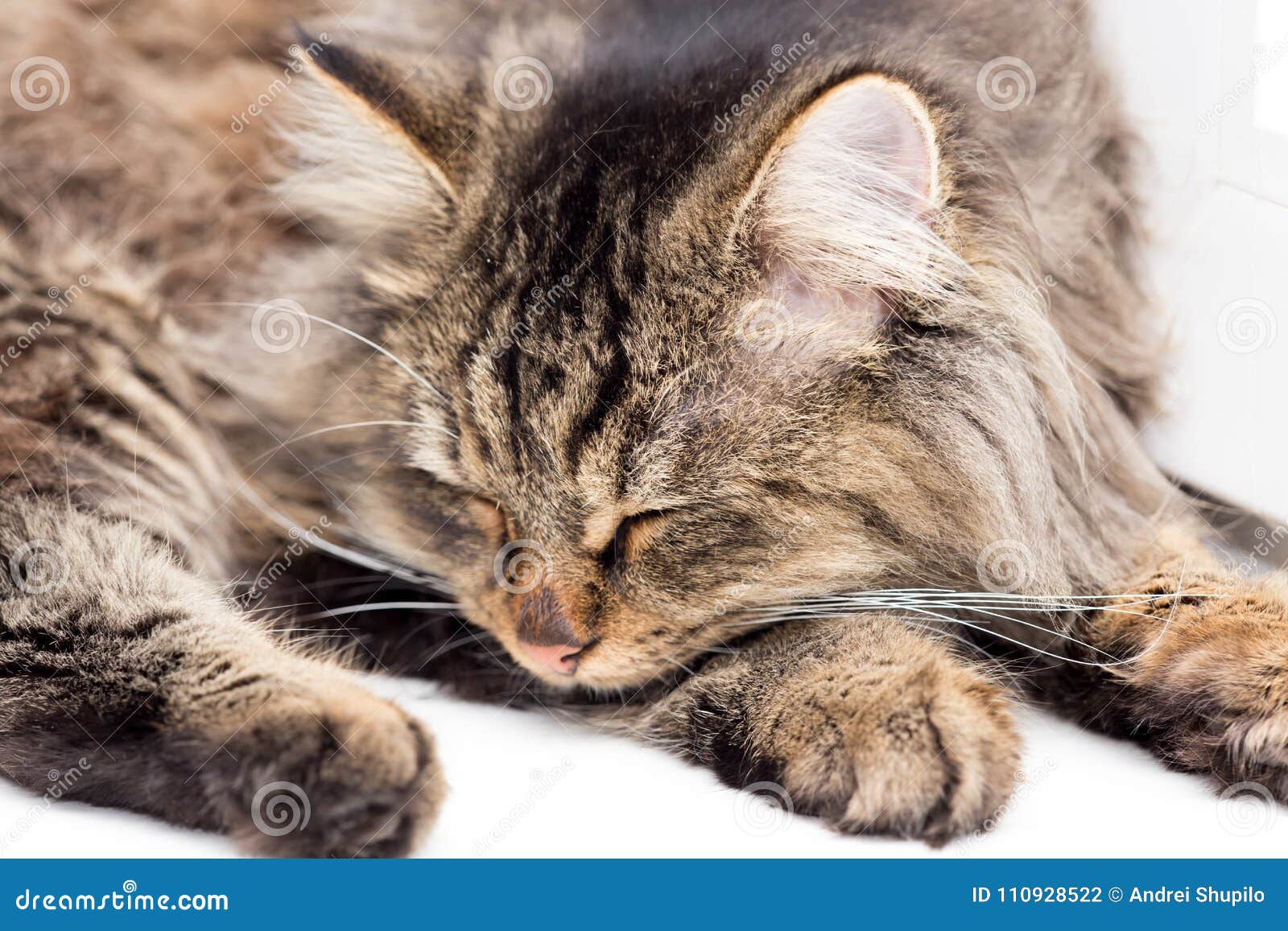 Sonos Peludos Do Gato De Maine Coon Foto de Stock - Imagem de preto ...