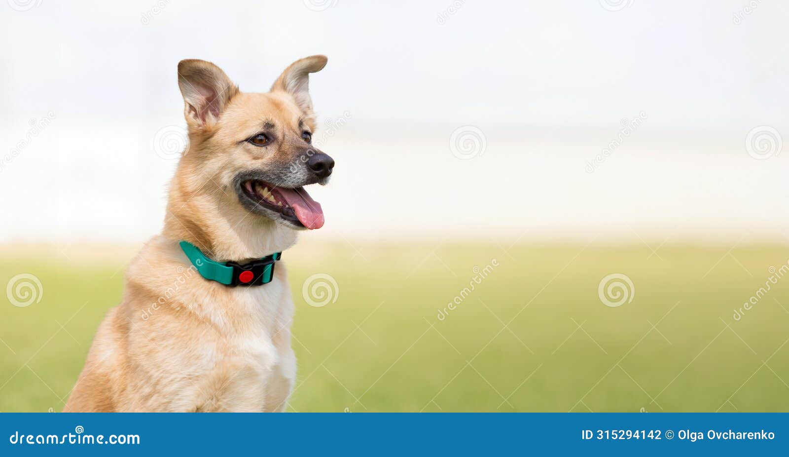 Sonrisa De Perro. Perro Mutt Feliz. Perro Sin Raza Foto de archivo ...