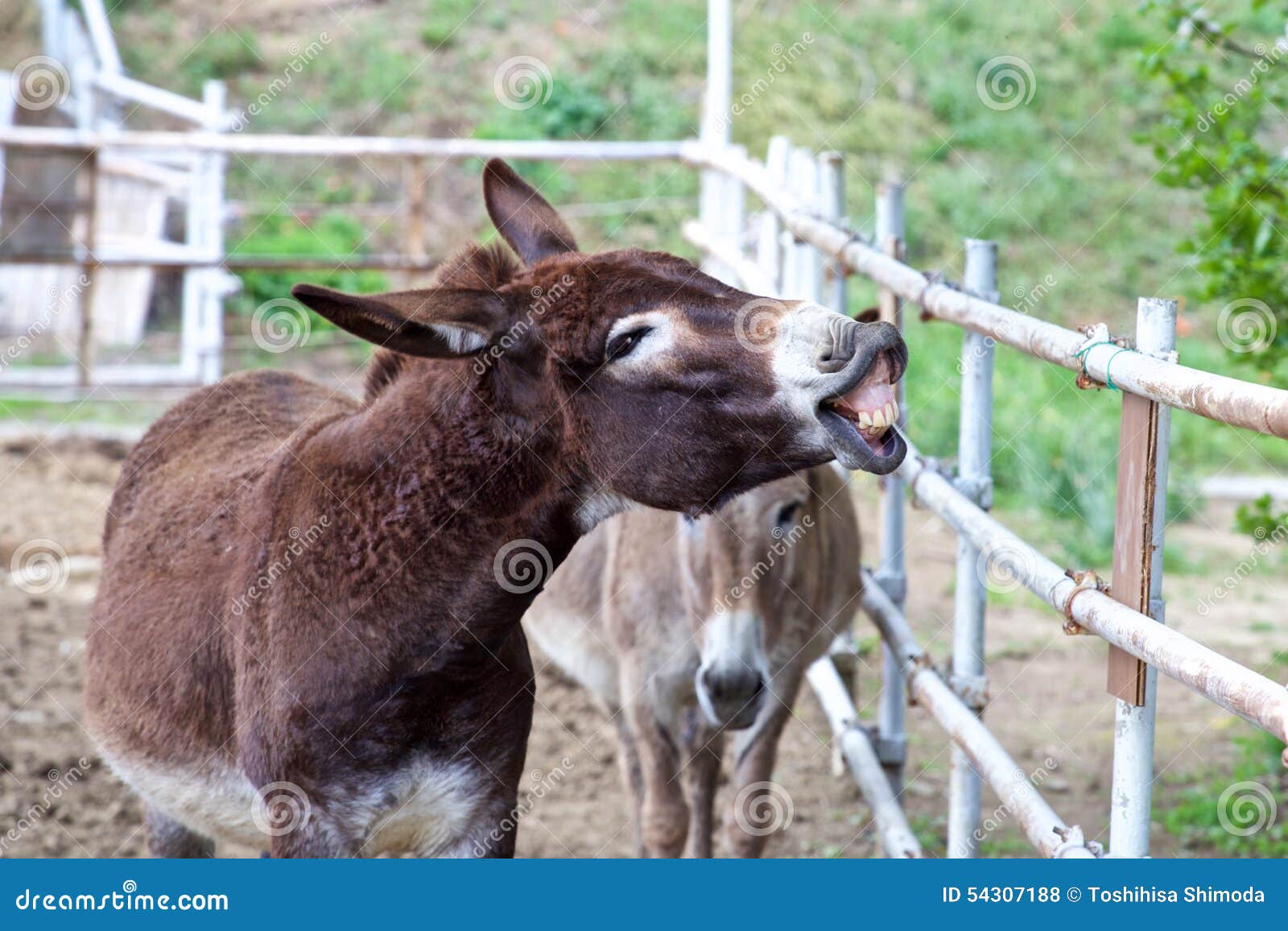 Sonrisa de un burro foto de archivo. Imagen de aislado - 54307188