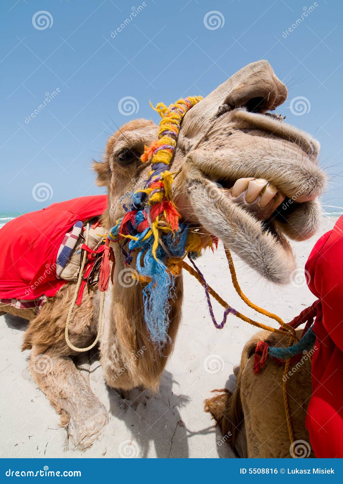 Sonrisa del camello foto de archivo. Imagen de belleza - 5508816