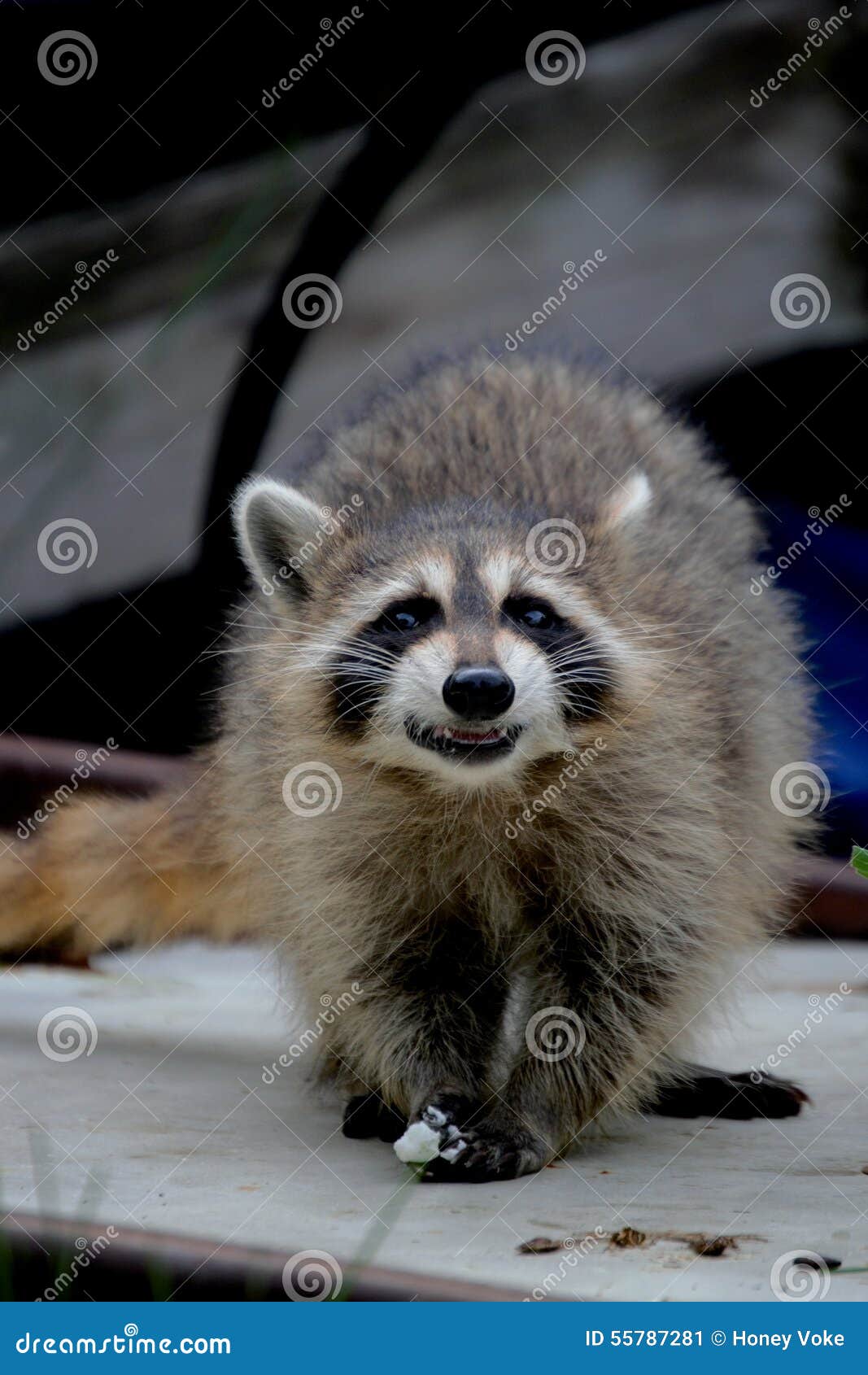 Sonrisa del mapache imagen de archivo. Imagen de exterior - 55787281