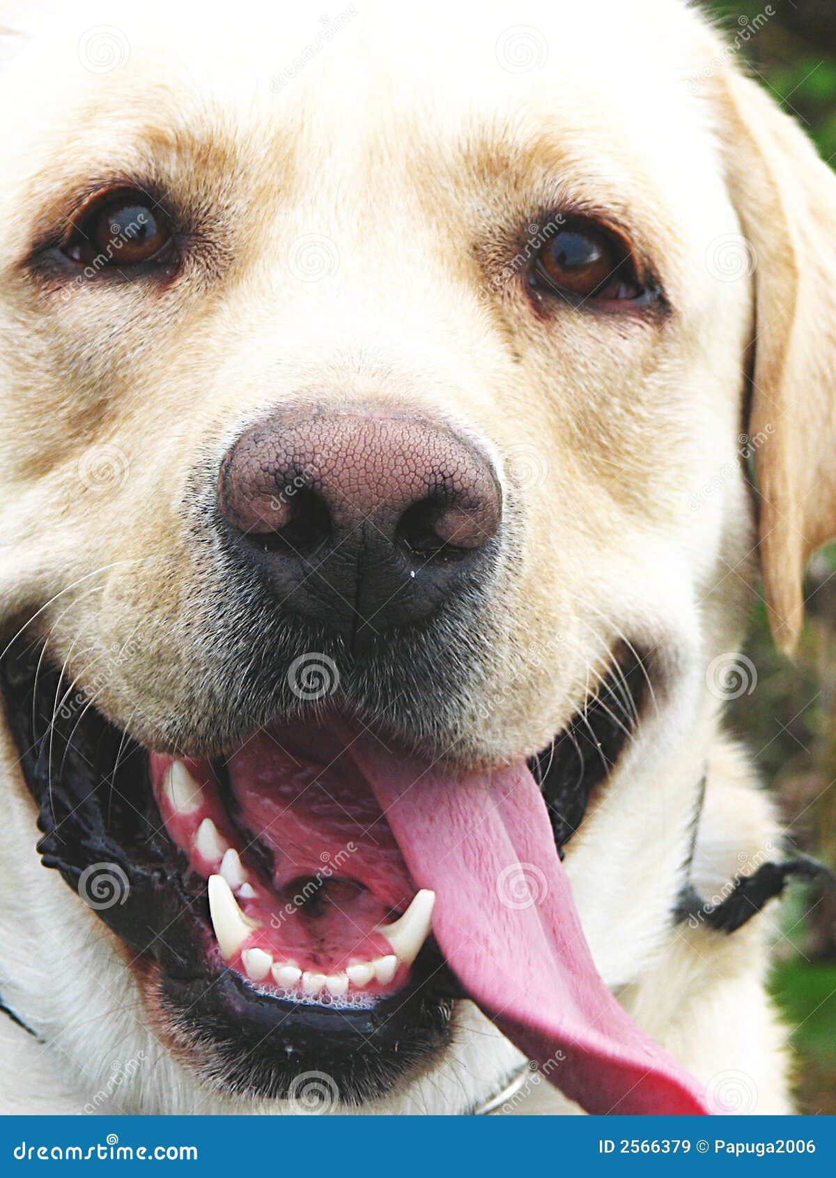 Sonrisa del perro imagen de archivo. Imagen de perro, cara - 2566379