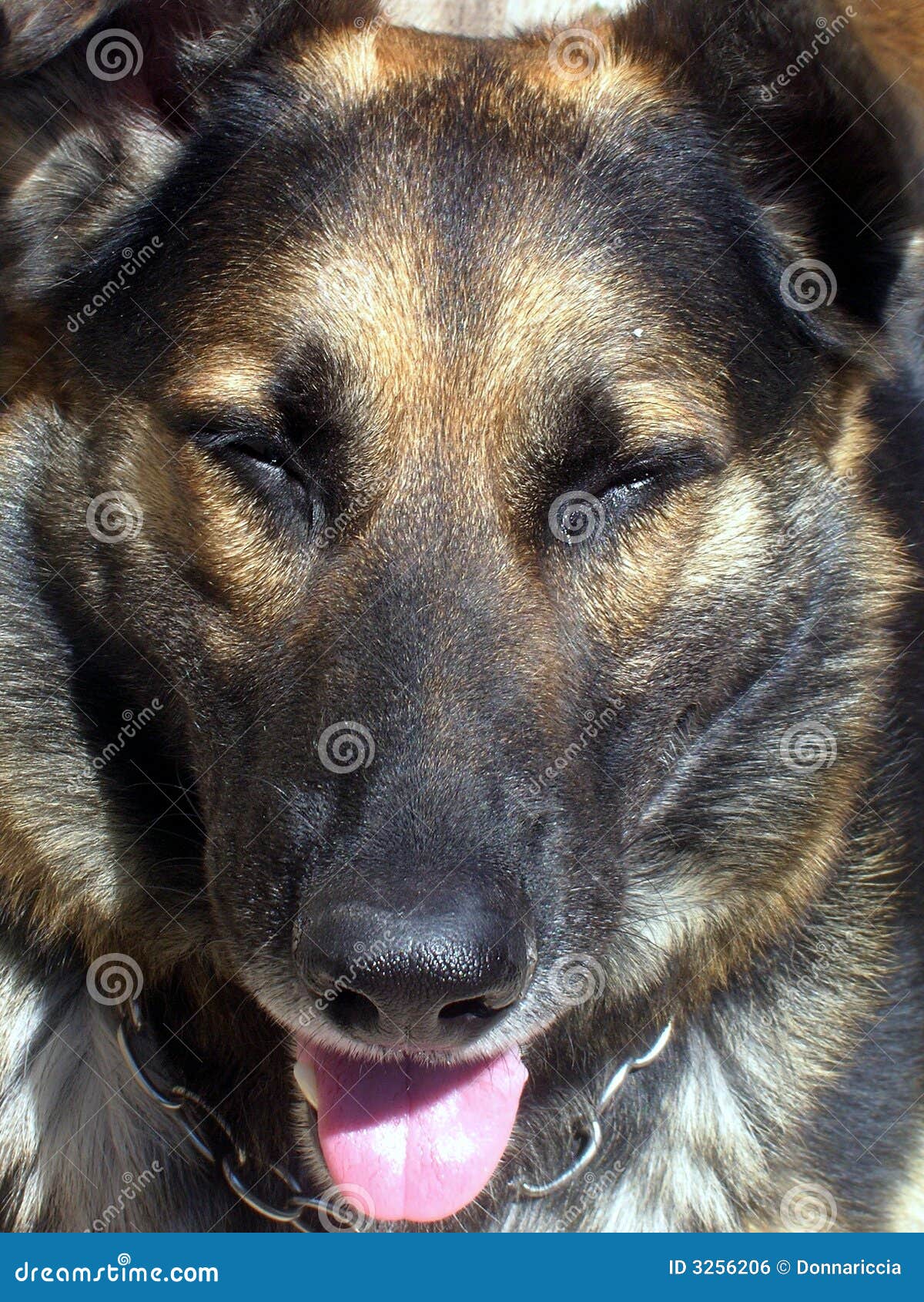 Sonrisa del perro foto de archivo. Imagen de smiling, perro - 3256206