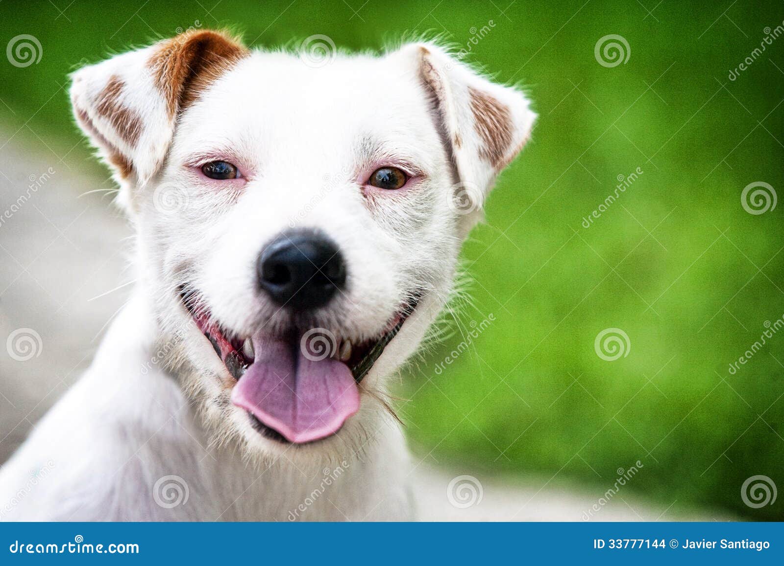 Sonrisa del perro foto de archivo. Imagen de contacto - 33777144