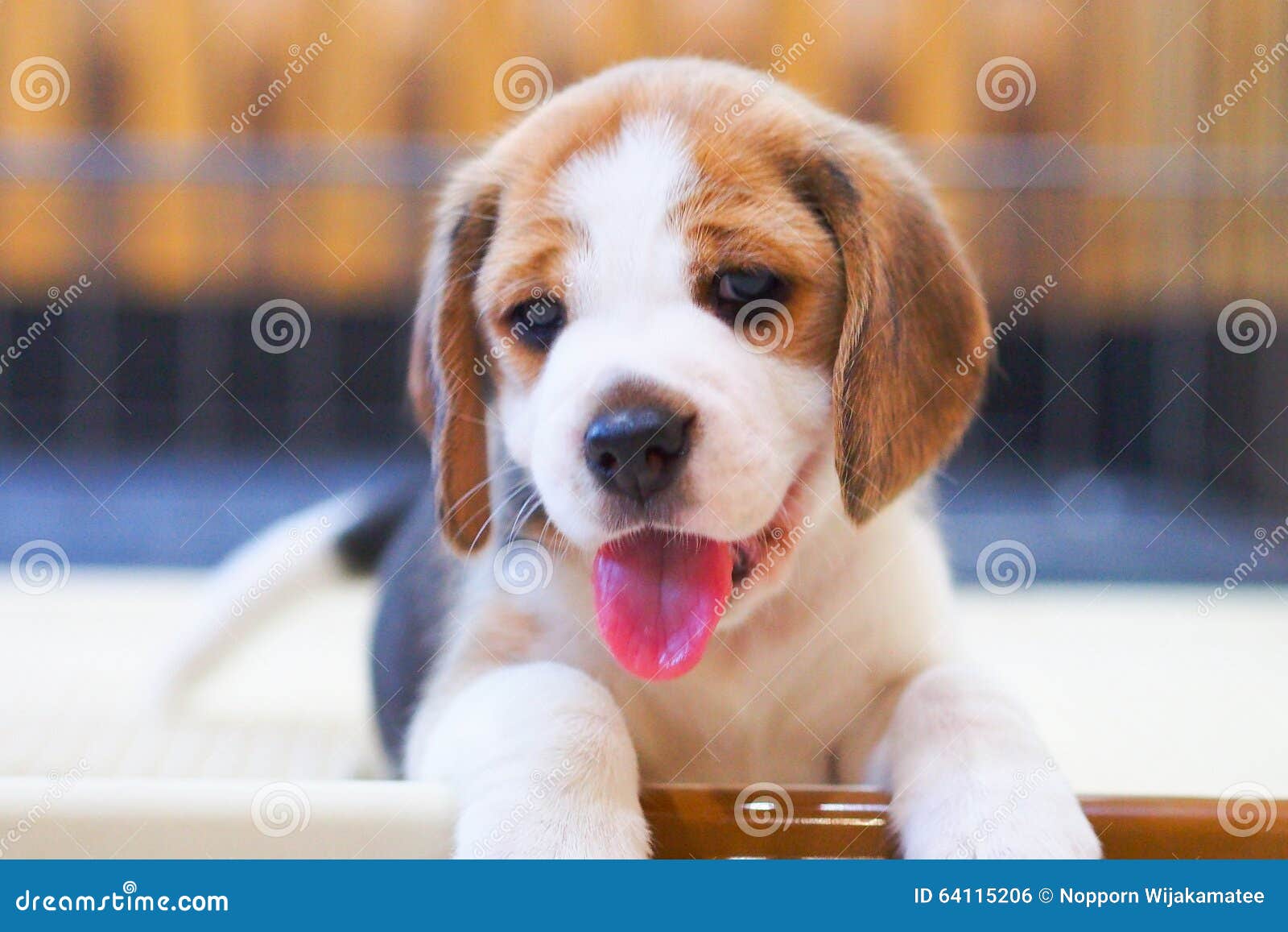 Sonrisa Linda Del Beagle Del Perrito Foto de archivo - Imagen de ...