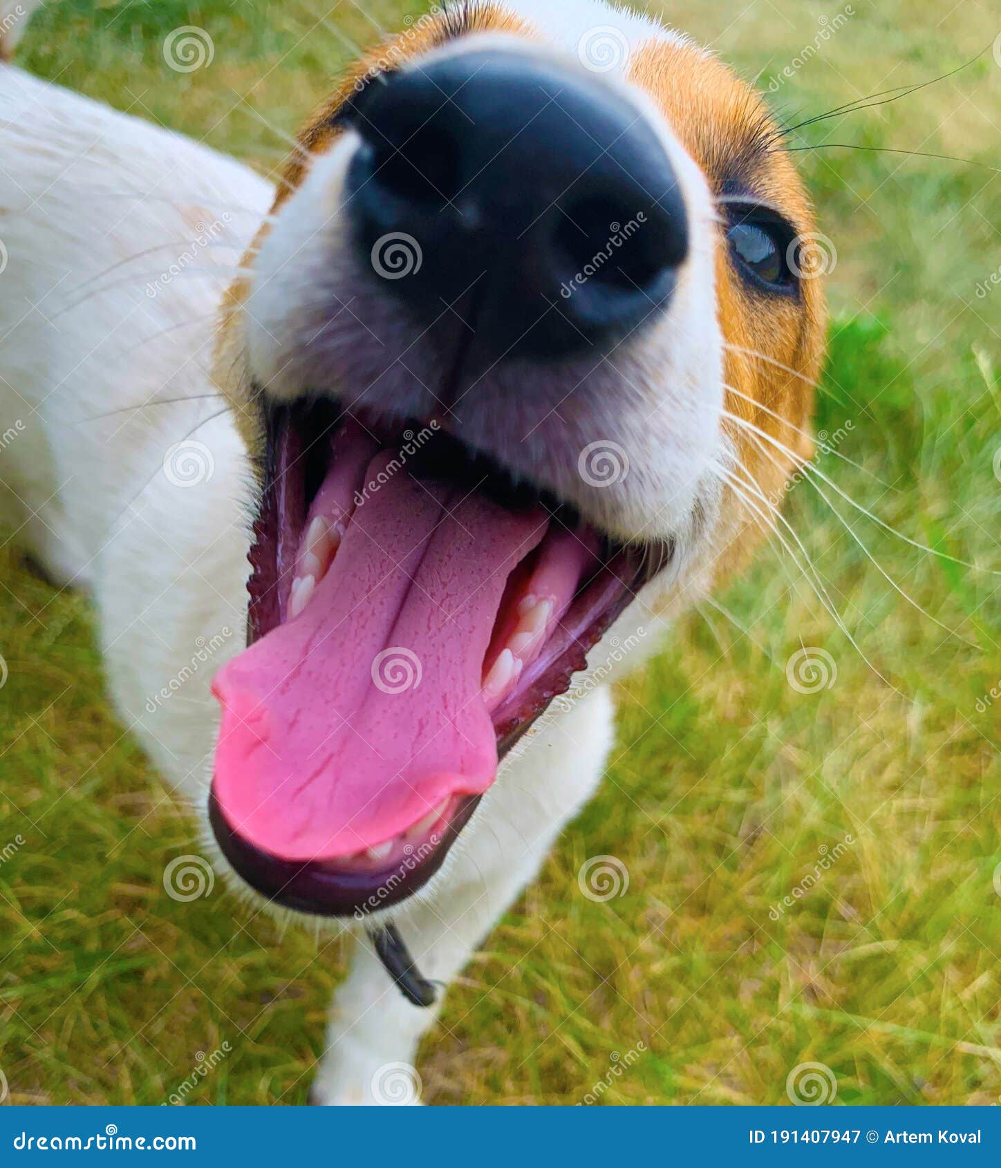 Sonrisa perro dos imagen de archivo. Imagen de perro - 191407947