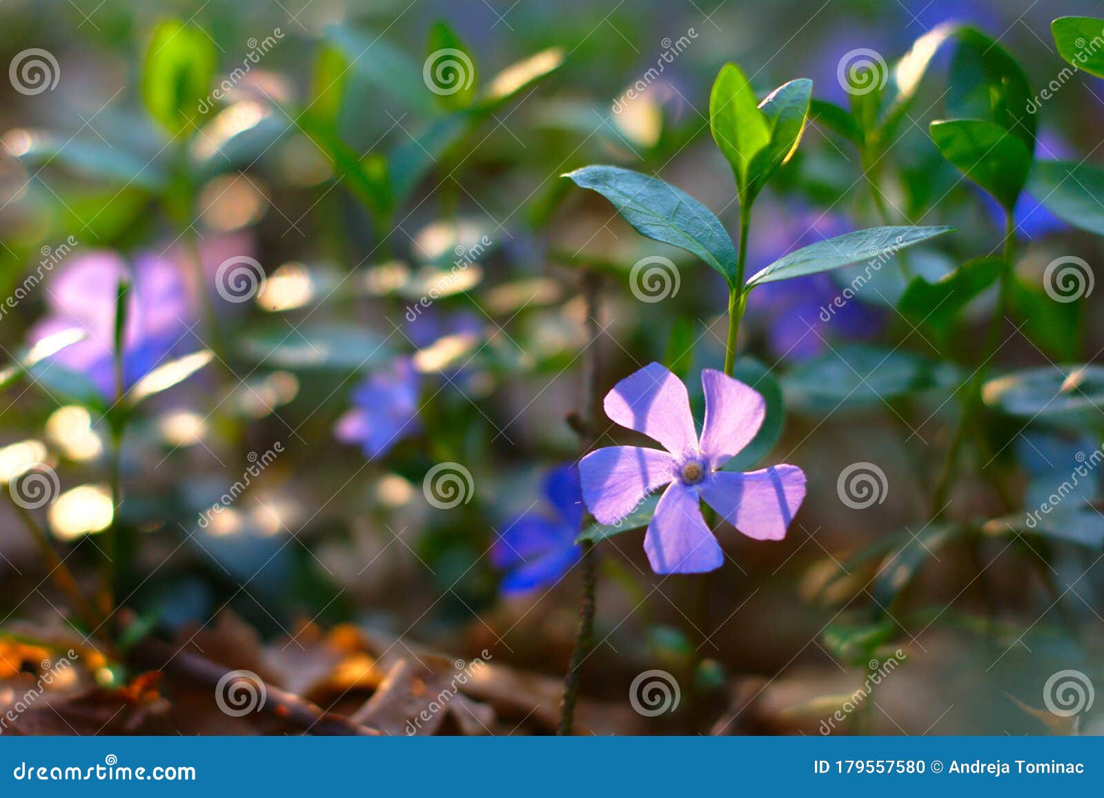 Blue Flowers in Spring Forest Stock Photo - Image of plants, forest ...