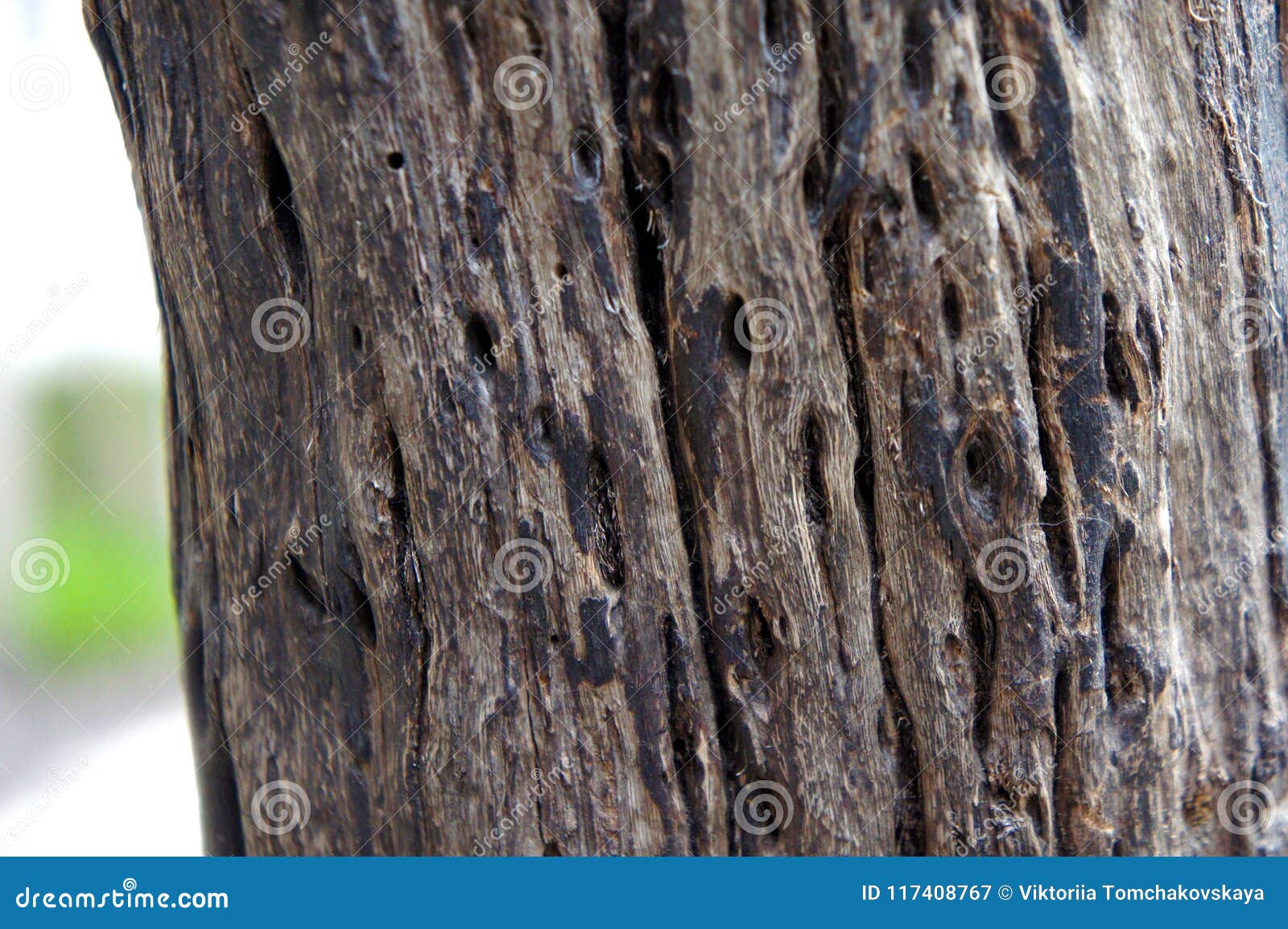 Old bark of a grape tree stock image. Image of rough - 117408767