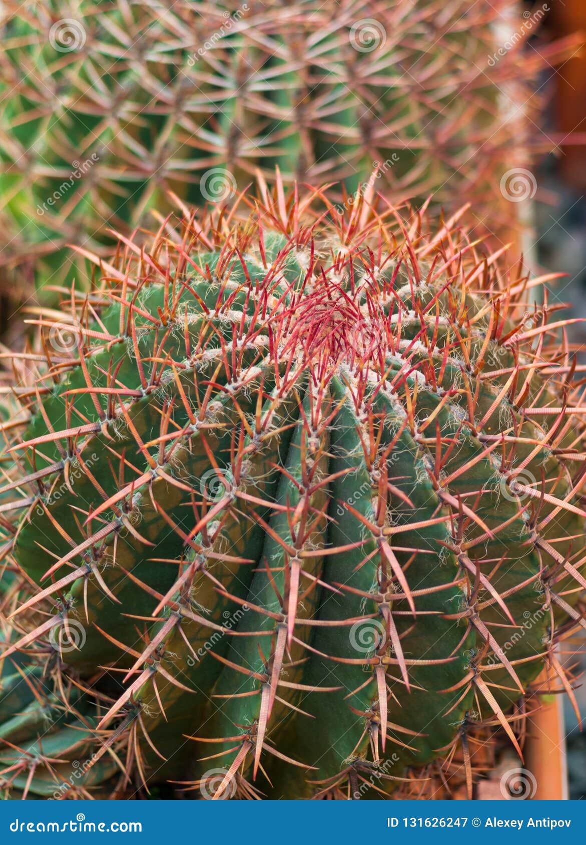 Indoor Cactus Ferocactus Peninsulae Coloratus Stock Image - Image of ...