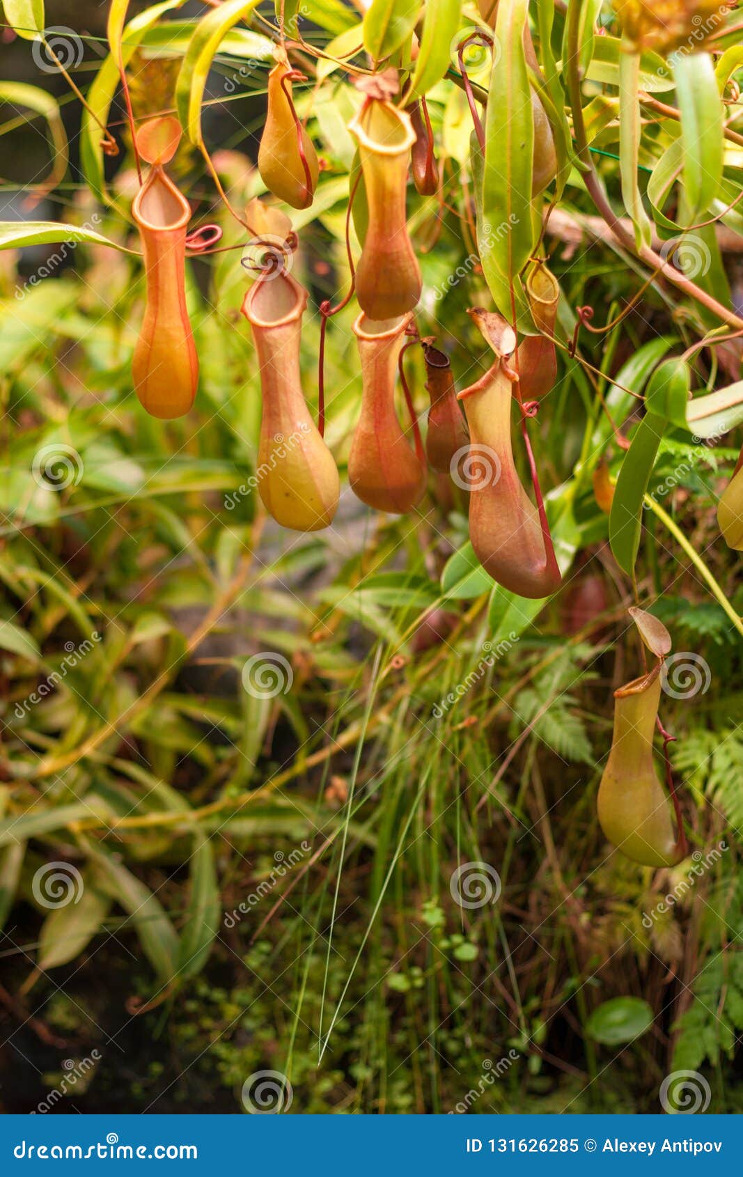 Close-up Nepentes, Or Pitcher Pot, Is A Predatory, Carnivorous Tropical ...