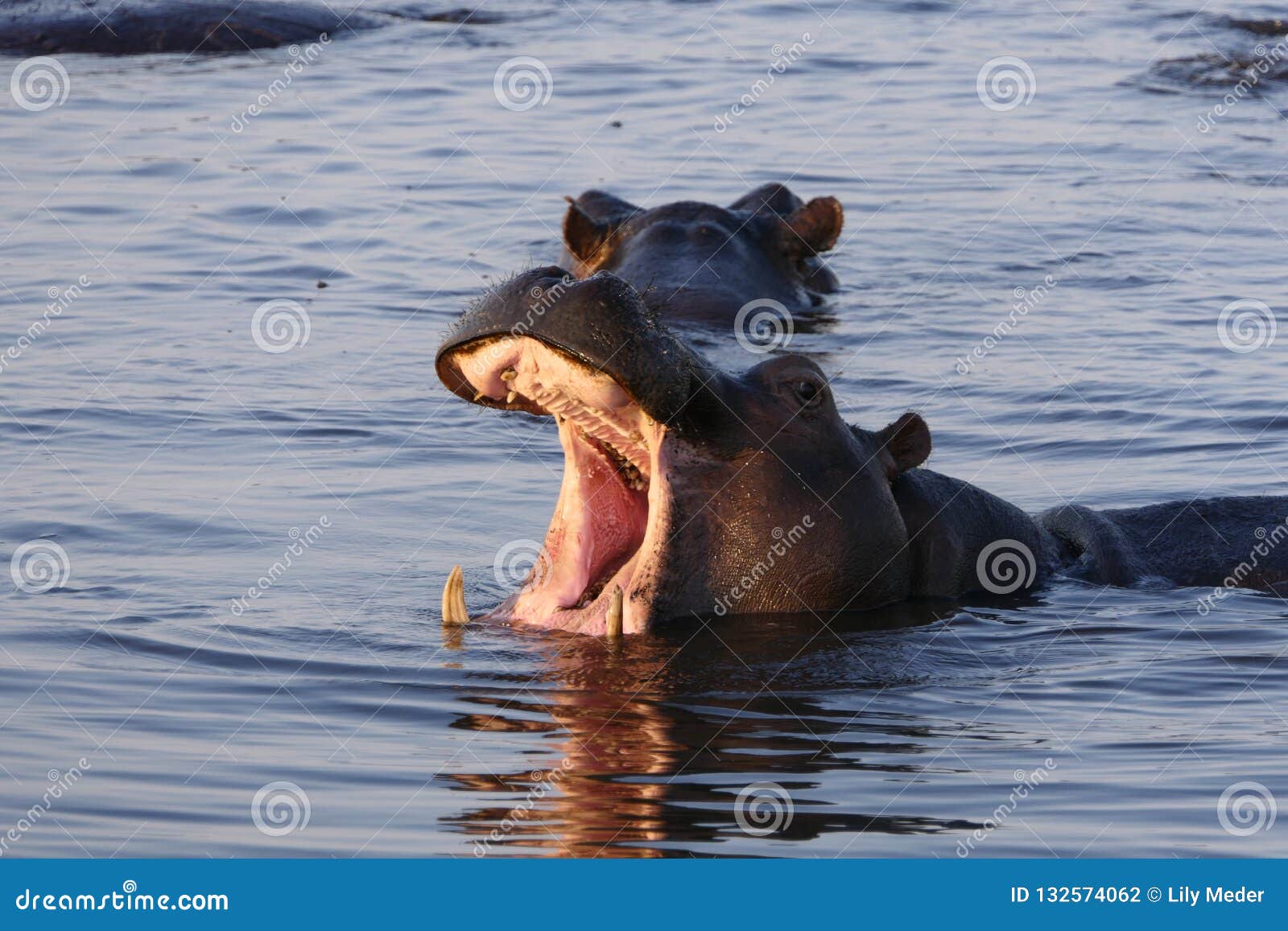 Hippo Showing the Beautiful Teeth.. Stock Photo - Image of hippo, soooo ...