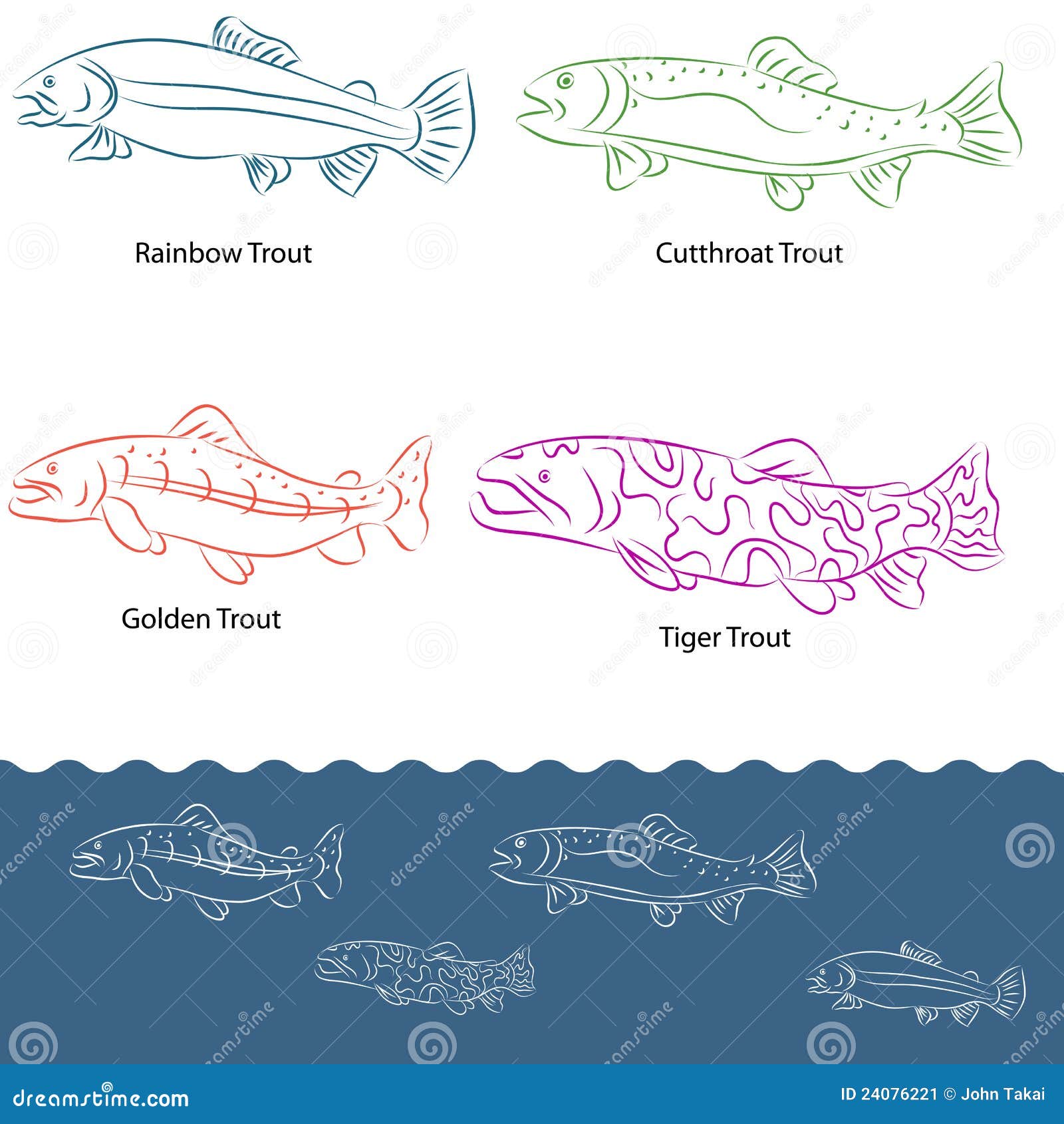 Soorten Forel vector illustratie. Illustration of onderwater - 24076221
