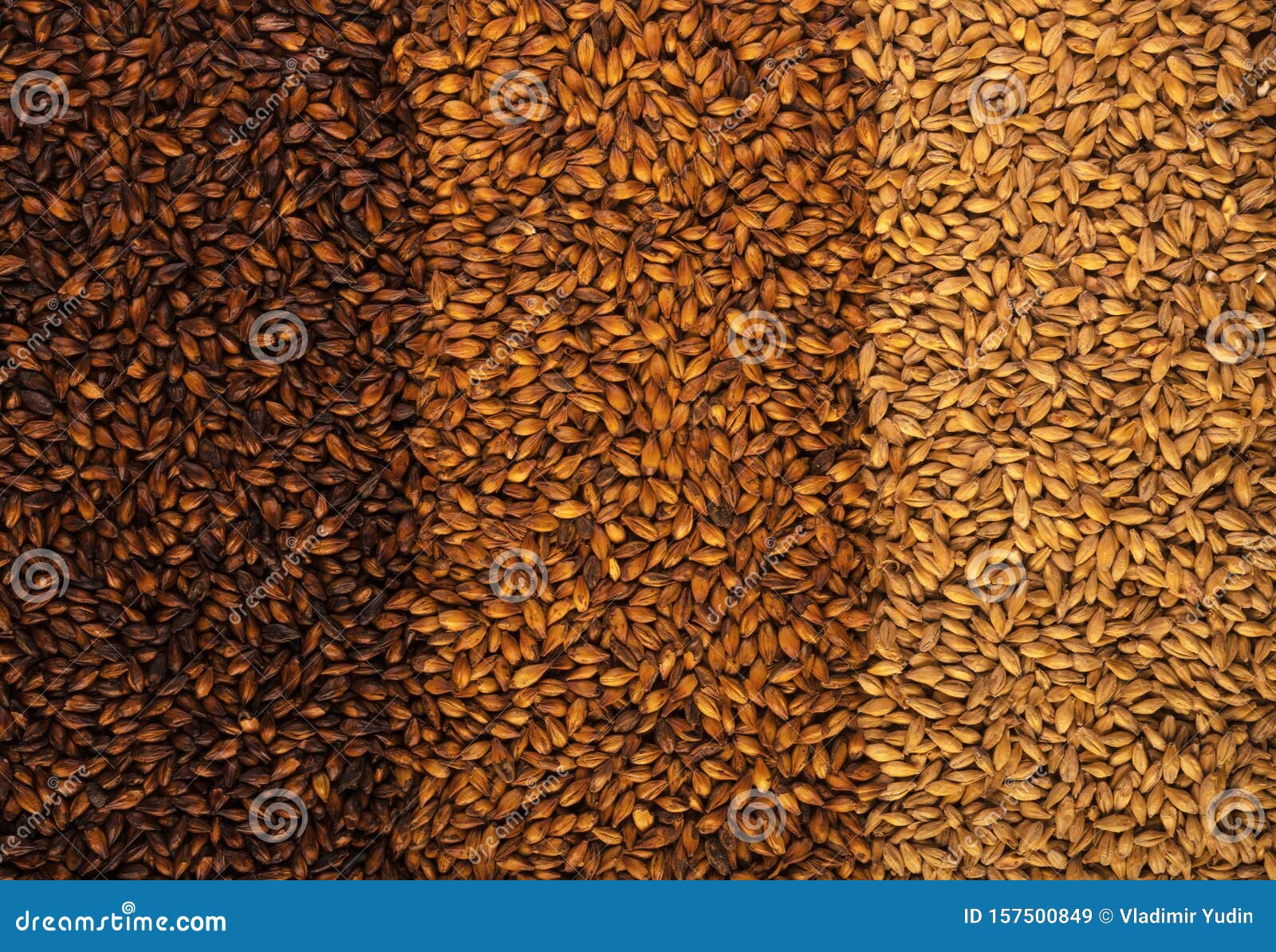 3 Soorten Mout Van Gerst Voor Bier Stock Afbeelding - Image of brouw ...