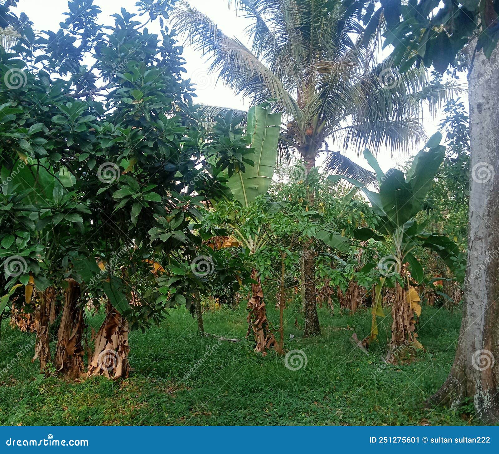 Soothing view of the trees stock image. Image of view - 251275601
