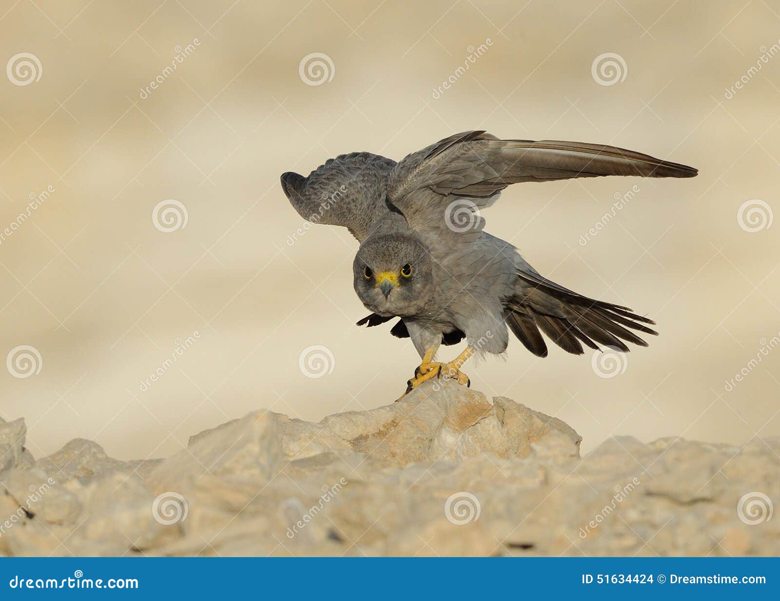 Sooty Falcon Stock Photography | CartoonDealer.com #52105622