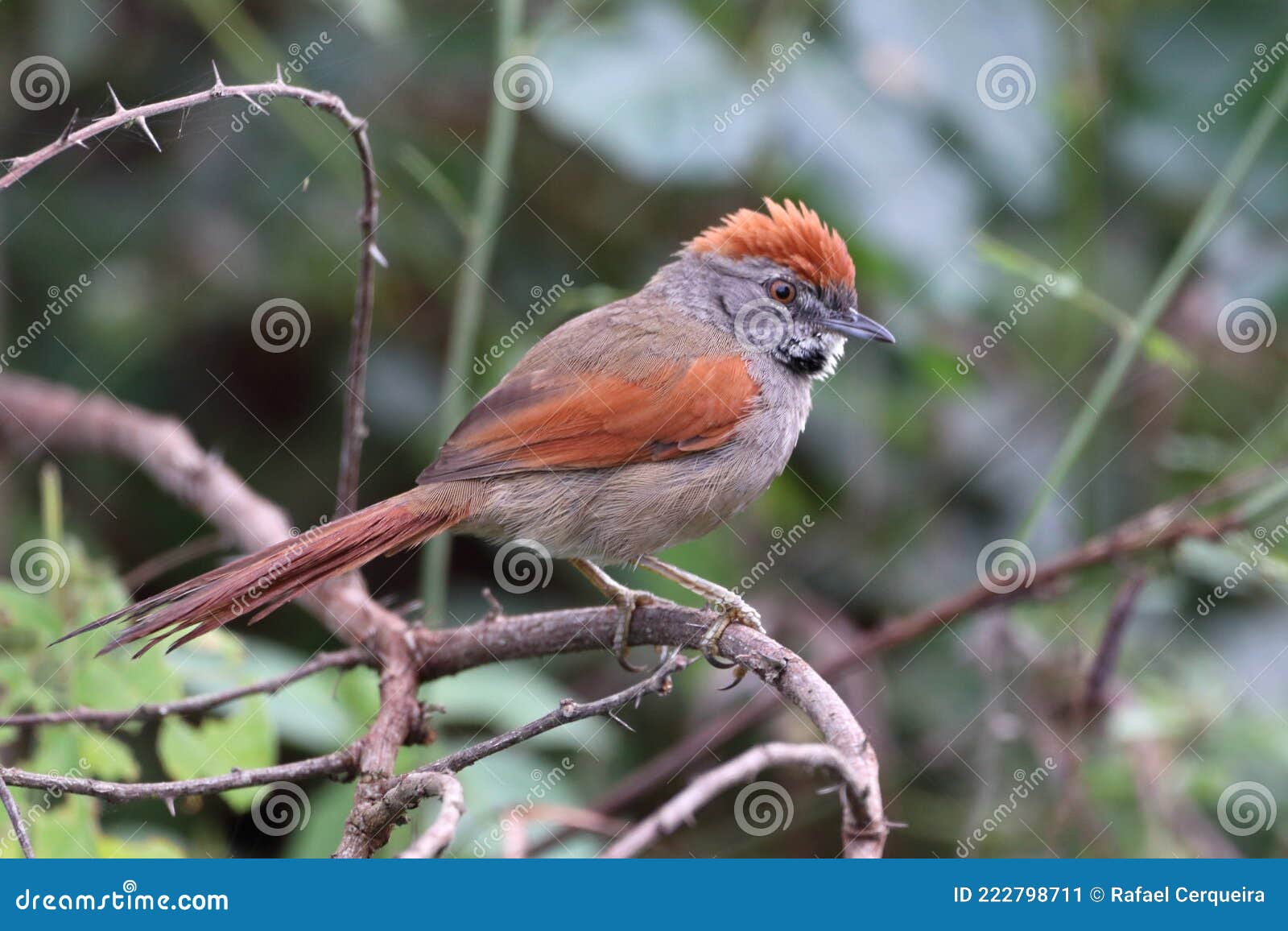 Sooty-fronted Spinetail (Synallaxis Frontalis) Perched, Isolated, on a ...