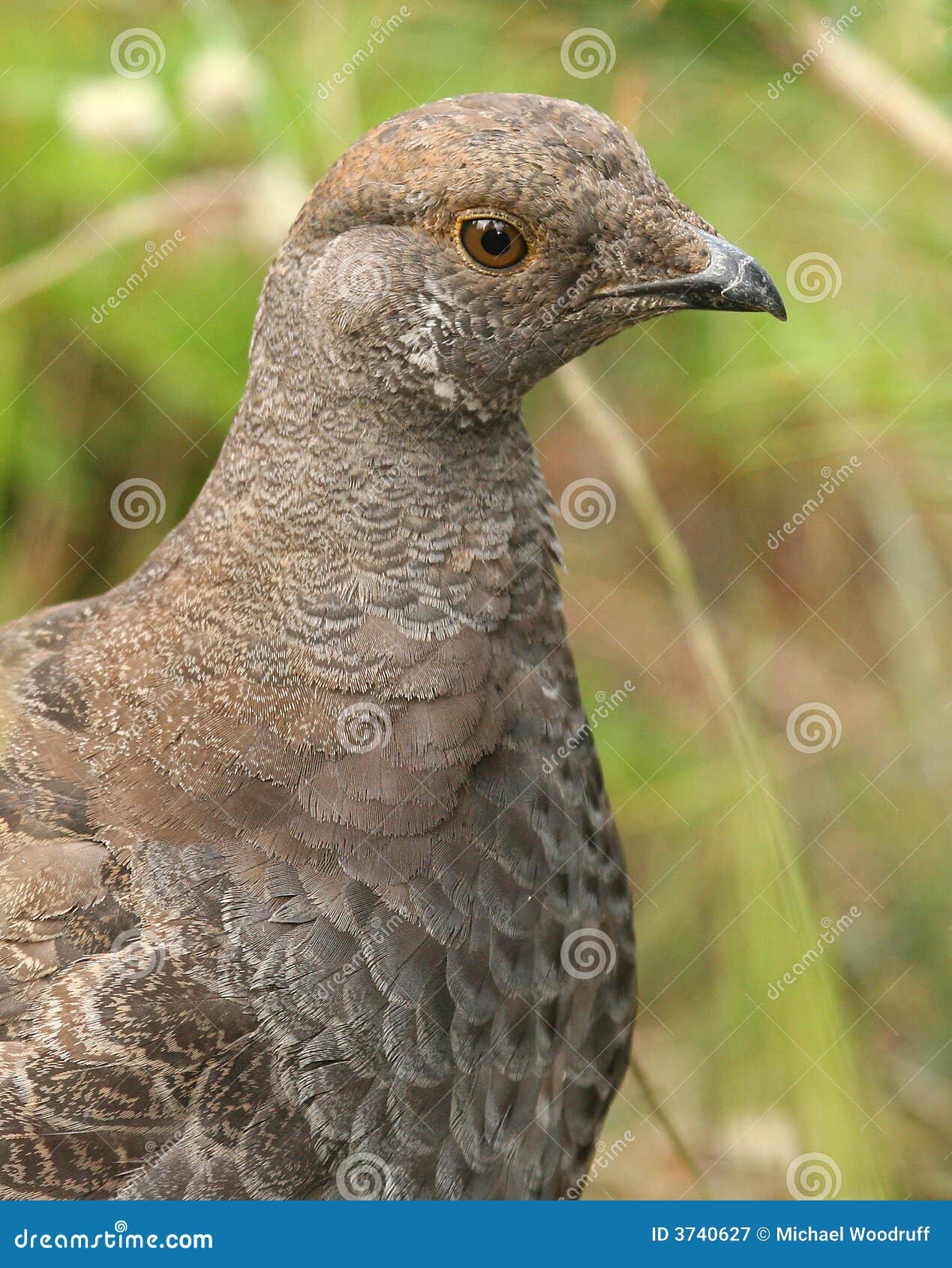 Sooty Grouse stock image. Image of close, detail, birders - 3740627