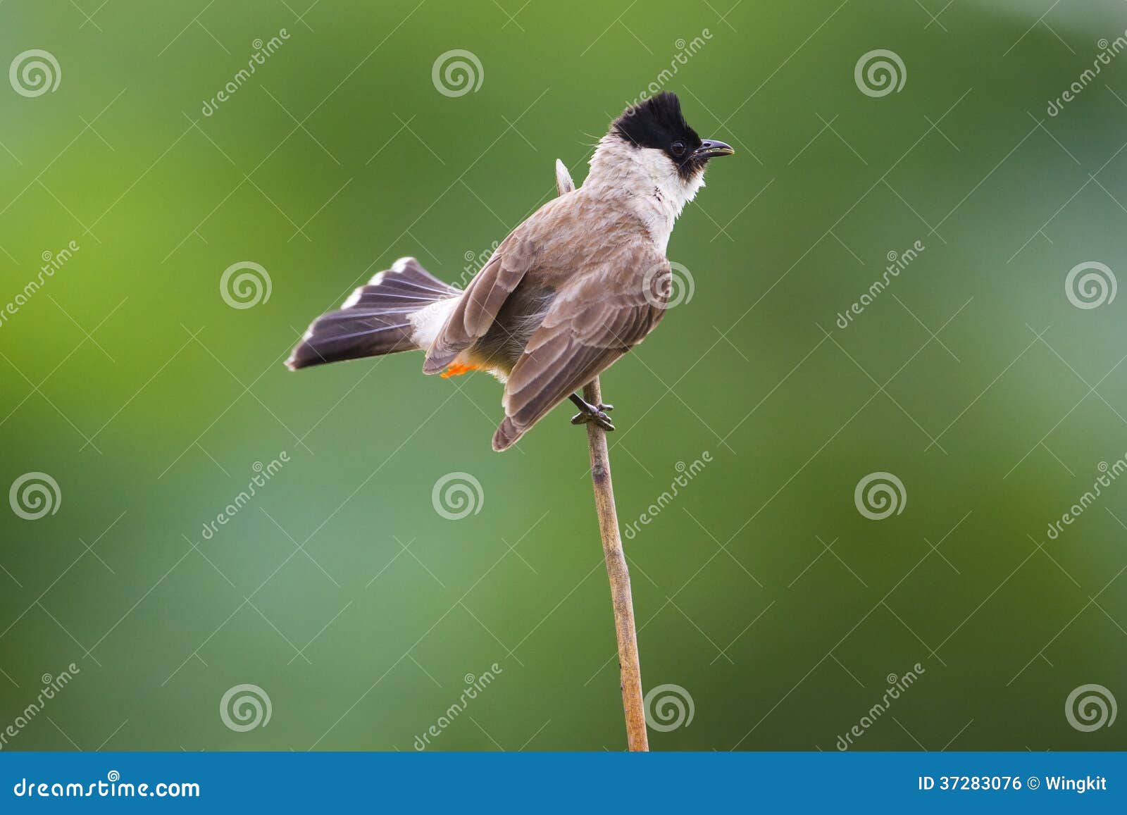 Sooty-headed Bulbul bird stock photo. Image of areas - 37283076