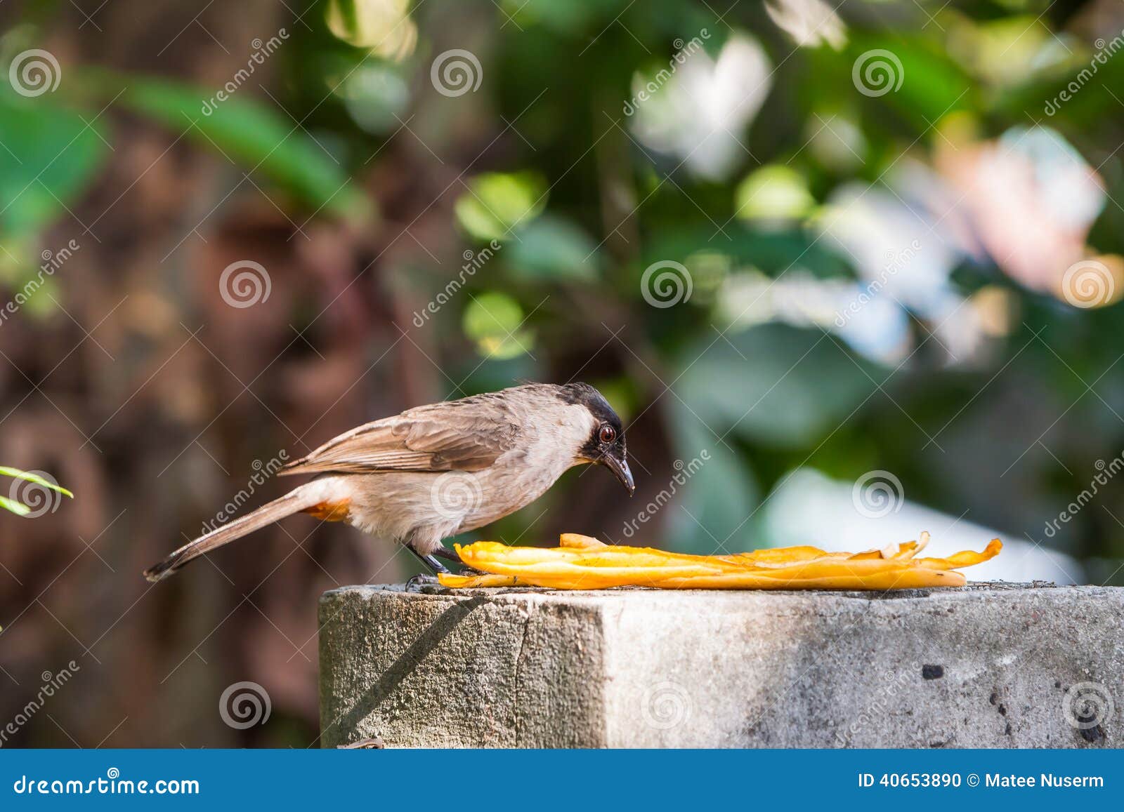 The Sooty-headed Bulbul Bird Stock Photo - Image of headed, aurigaster ...