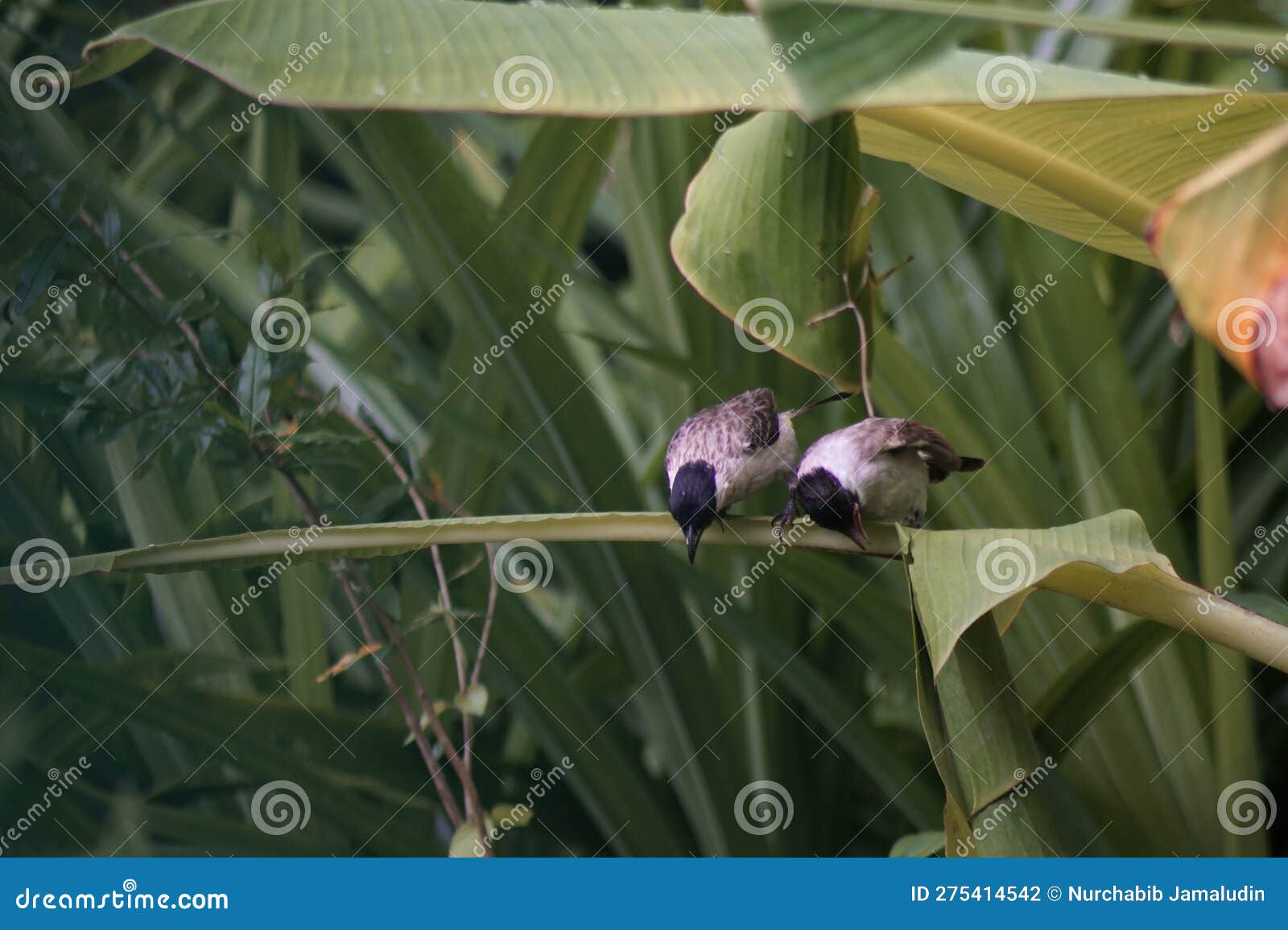 Sooty-headed Bulbul stock photo. Image of plant, background - 275414542