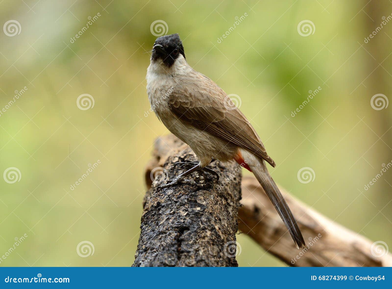 Sooty-headed Bulbul (Pycnonotus Aurigaster) Stock Image - Image of wing ...