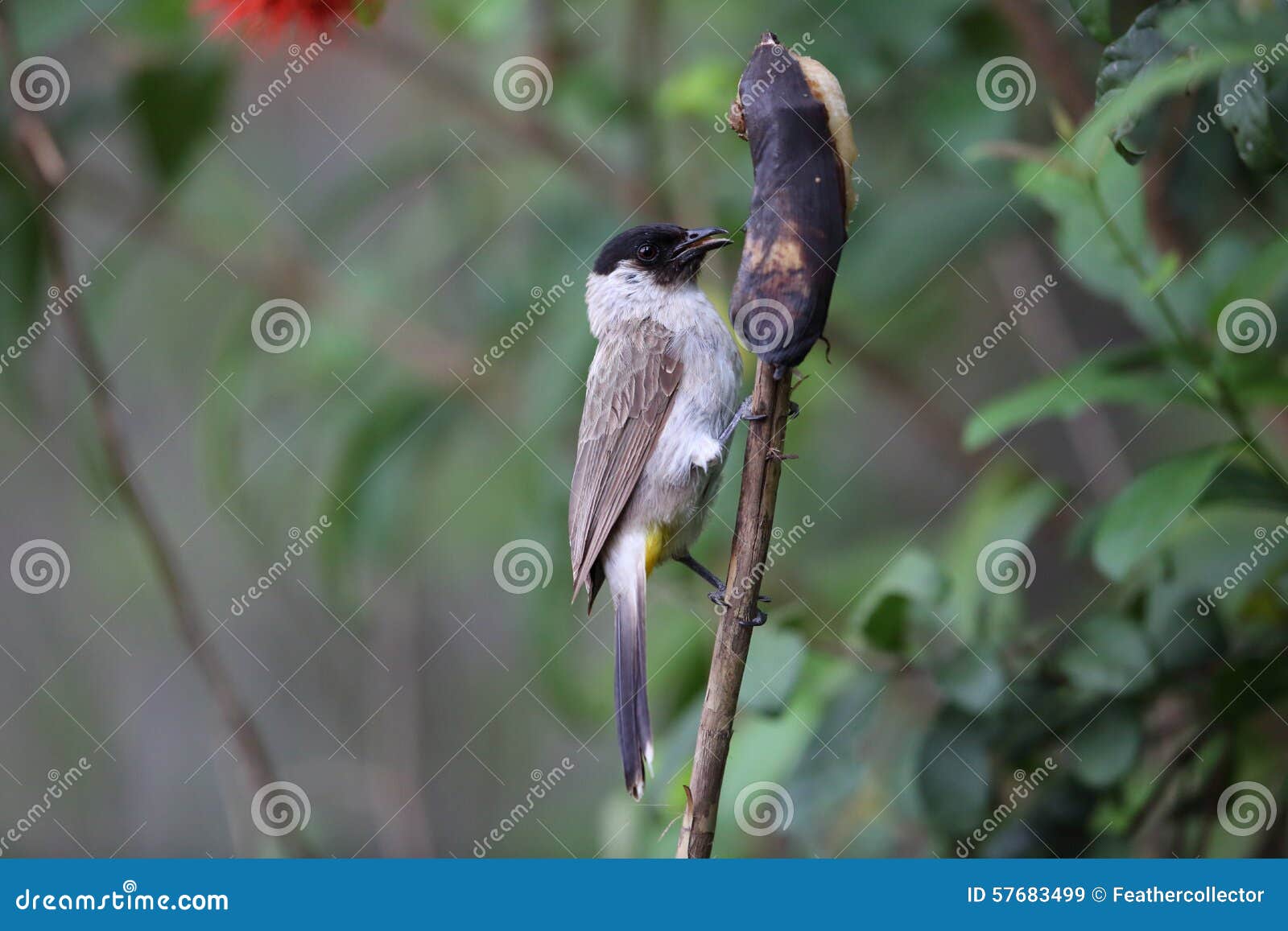 Sooty-headed Bulbul stock image. Image of bulbul, thailand - 57683499