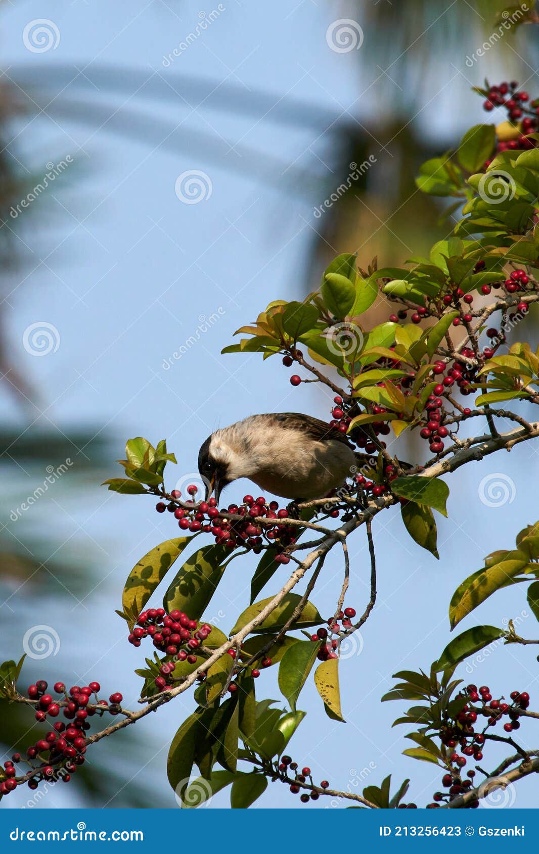 Sooty-headed Bulbul is Using Its Beak To Take a Fruit from the Branch ...