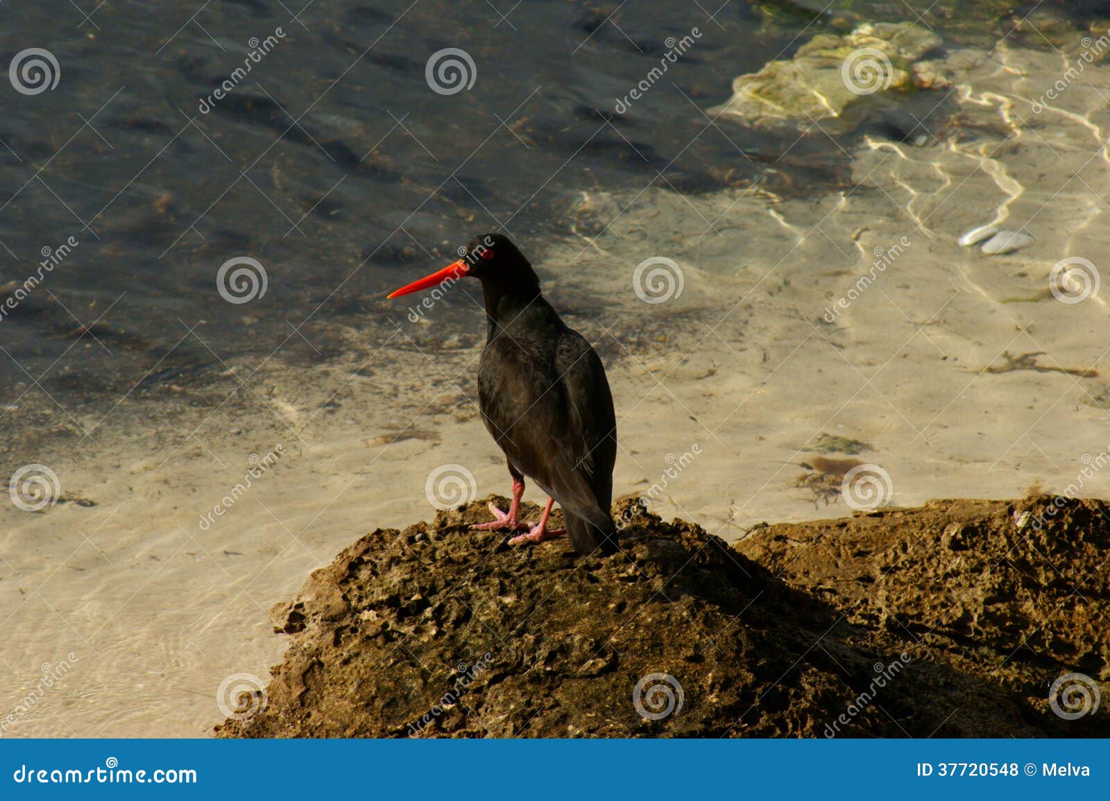 Sooty Oystercatcher stock photo. Image of water, nature - 37720548