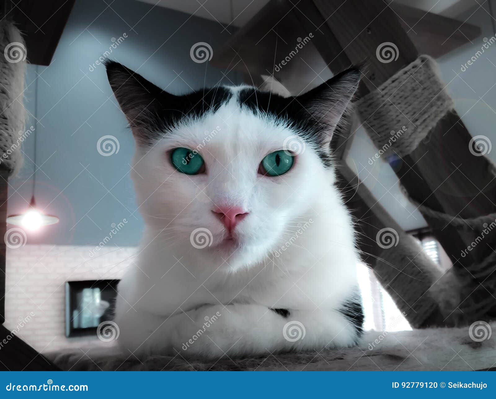 Sophisticated Turquoise Eyed Cat Stock Photo - Image of purr, mammal ...
