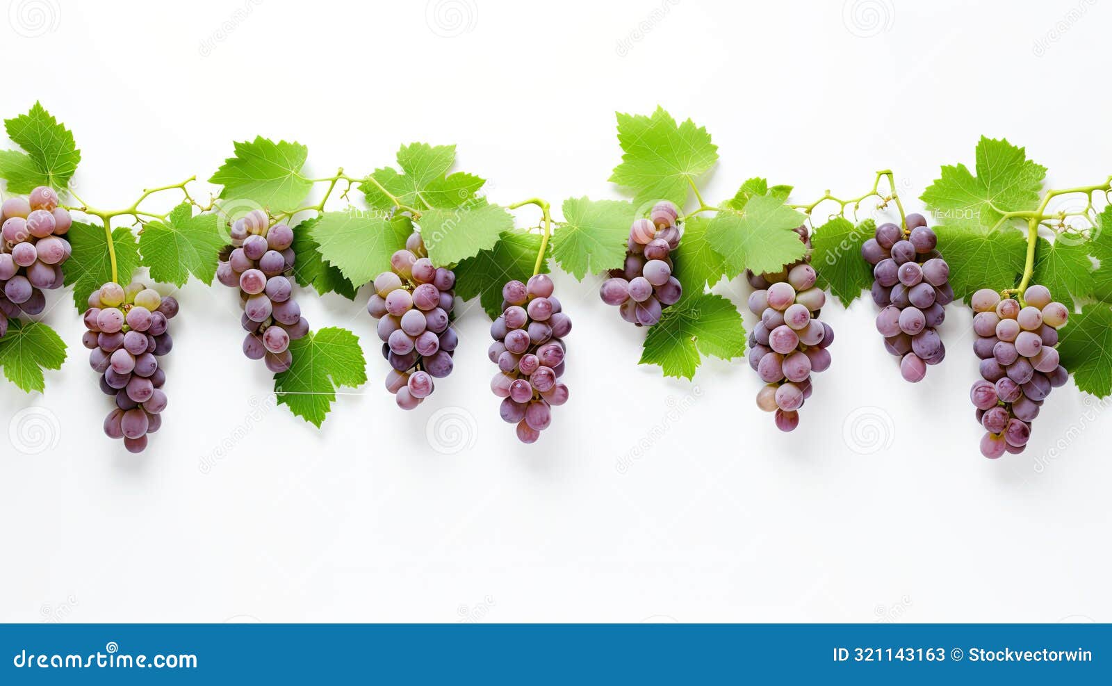 Sophistication Composition Grape Background Stock Illustration ...