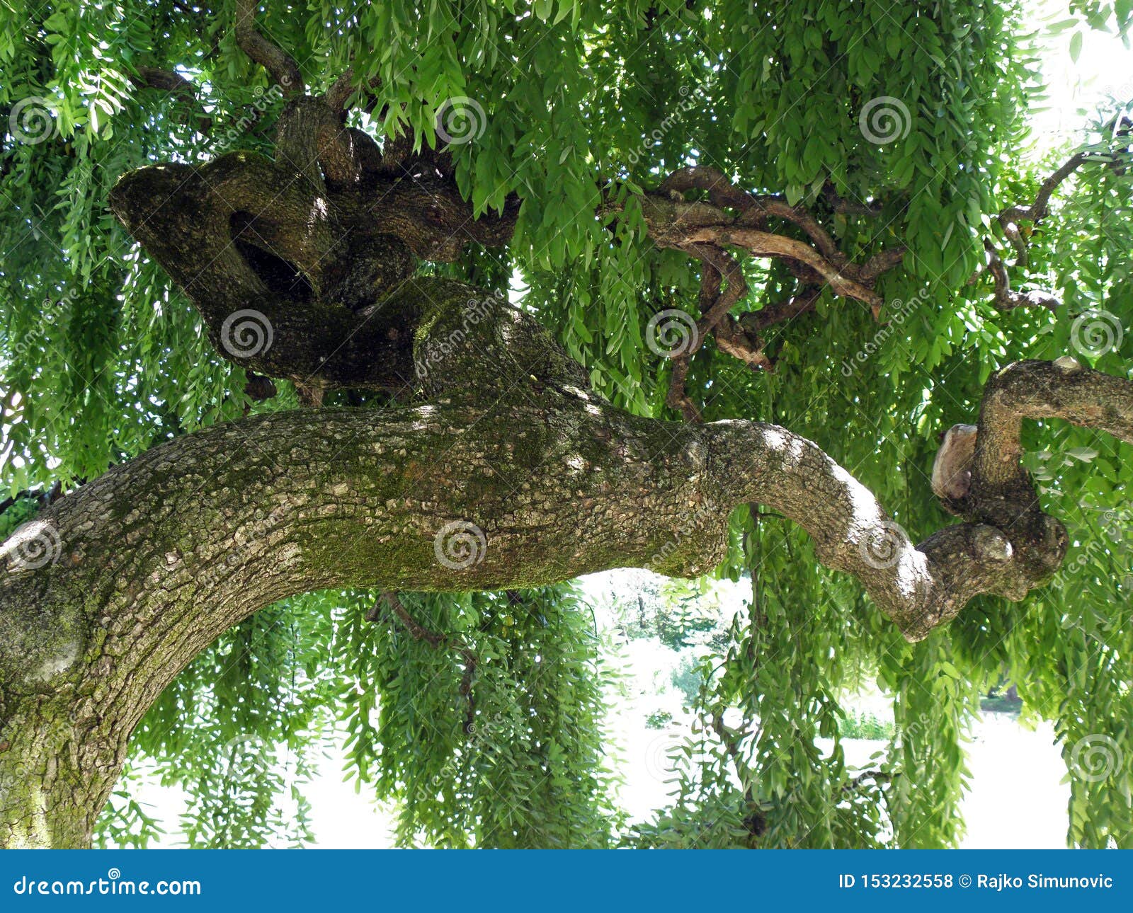 Sophora Japonica `pendula` Tree Stock Photo - Image of summer, flora ...